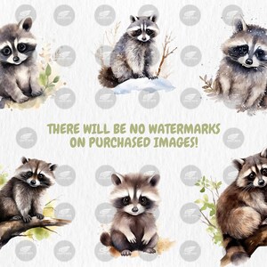 Watercolor Raccoon Clipart: 40 Woodland Animal Designs (digital ...