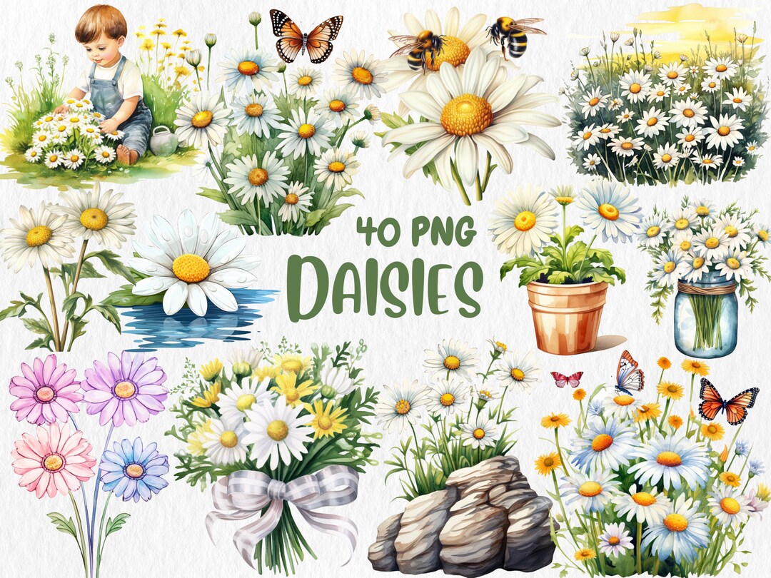 Watercolor Daisies Clipart | Spring Flower, Floral Bouquet, White ...