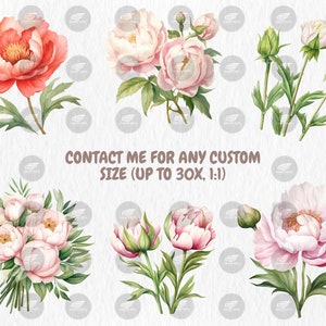 Watercolor Peonies Clipart | Spring Flower, Floral Bouquet, Pink, Red ...