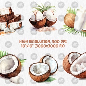 Watercolor Coconut Clipart: Tropical Summer Fruit Pngs (commercial Use ...