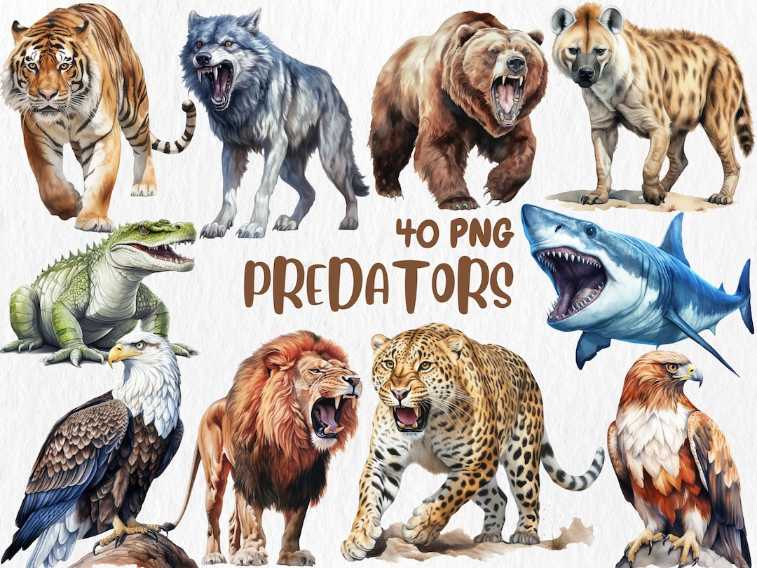 Watercolor Predators Clipart | Lion, Tiger, Leopard, Cheetah, Wolf ...