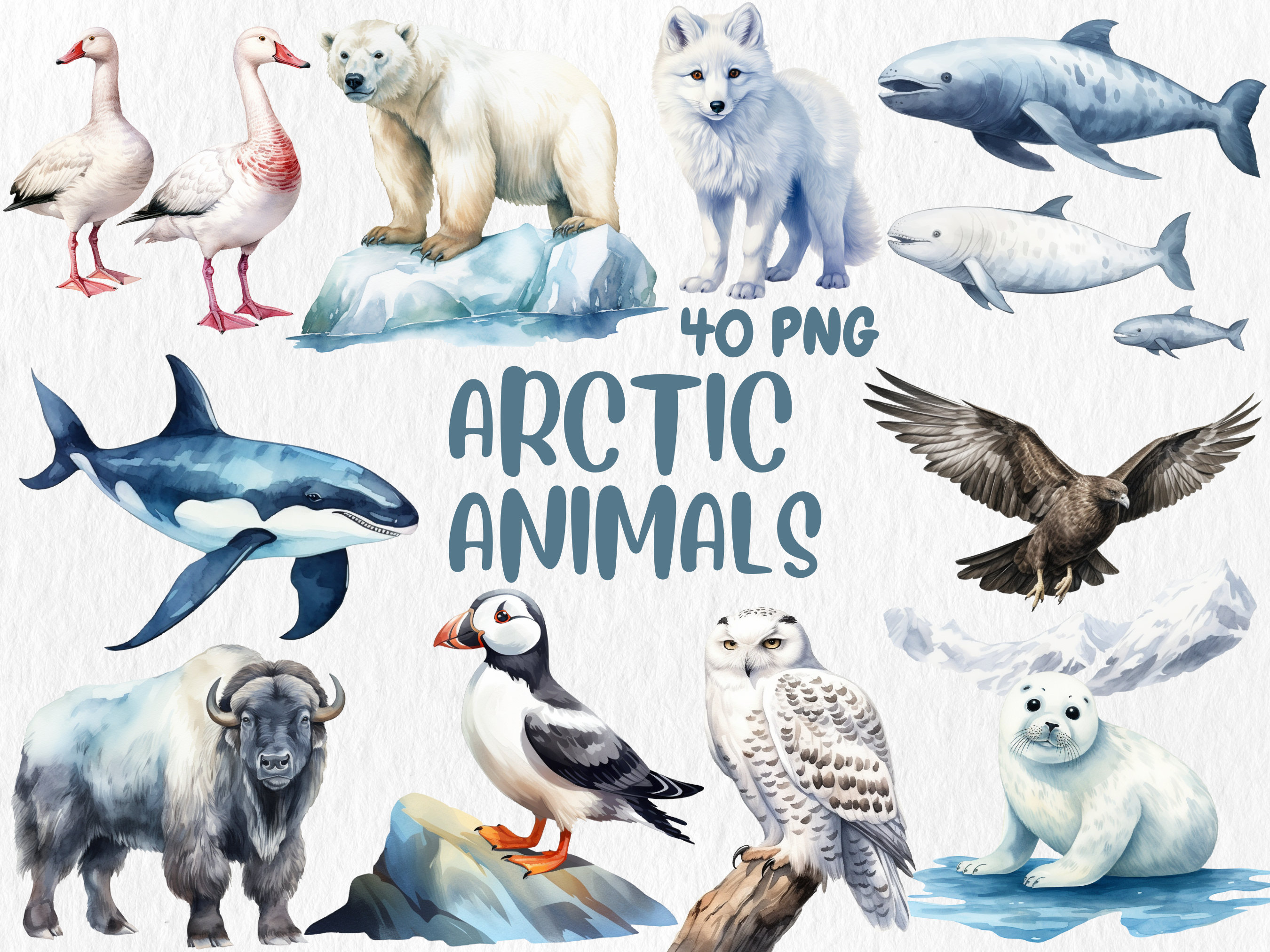 Watercolor Arctic Animals Clipart: 40 PNG Illustrations (commercial Use ...