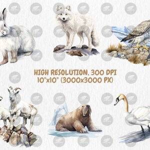 Watercolor Tundra Animals Clipart: 40 PNG Illustrations (instant ...