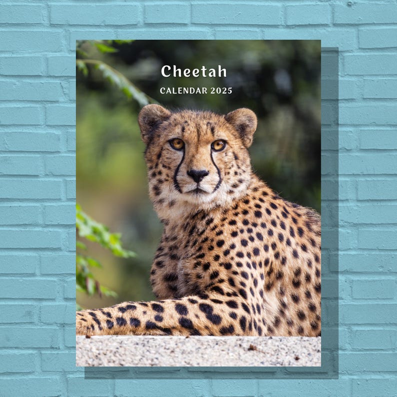 Cheetah 2025 Calendar - Etsy