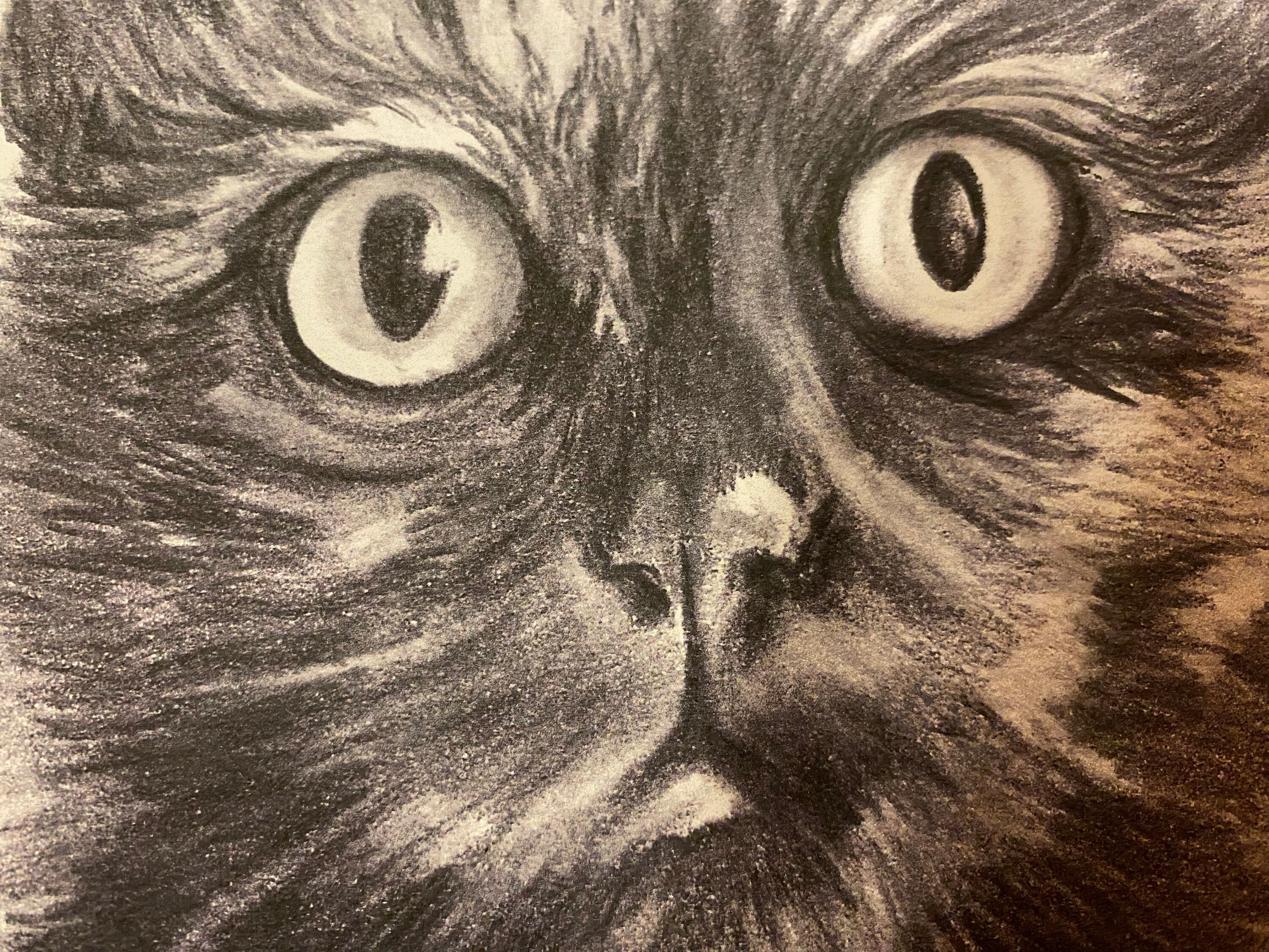 An Original Cat Drawing by Artist Rose Ritchie - Etsy