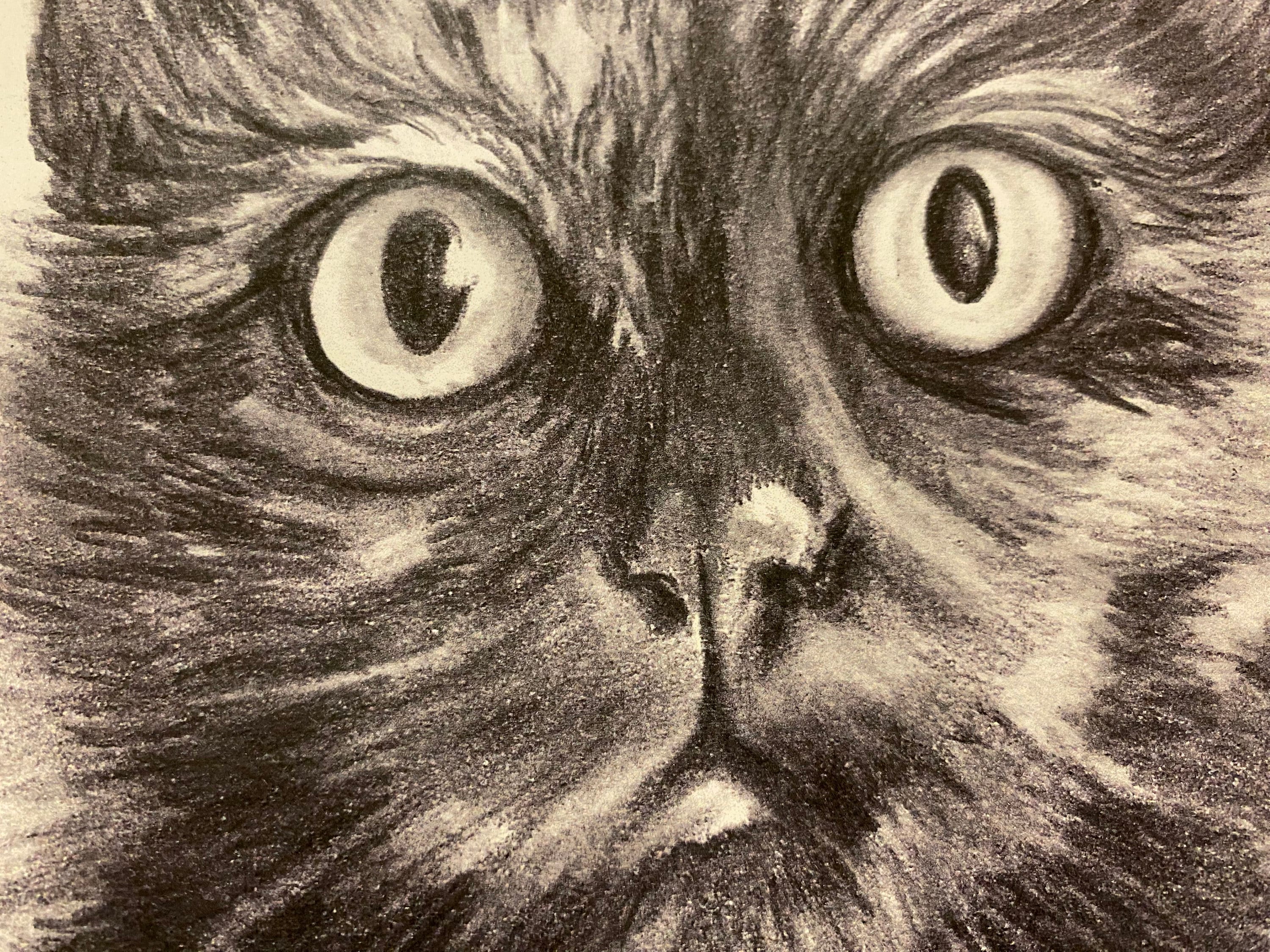 An Original Cat Drawing by Artist Rose Ritchie - Etsy