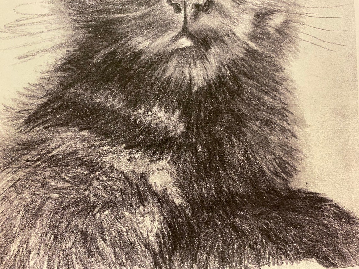 An Original Cat Drawing by Artist Rose Ritchie - Etsy