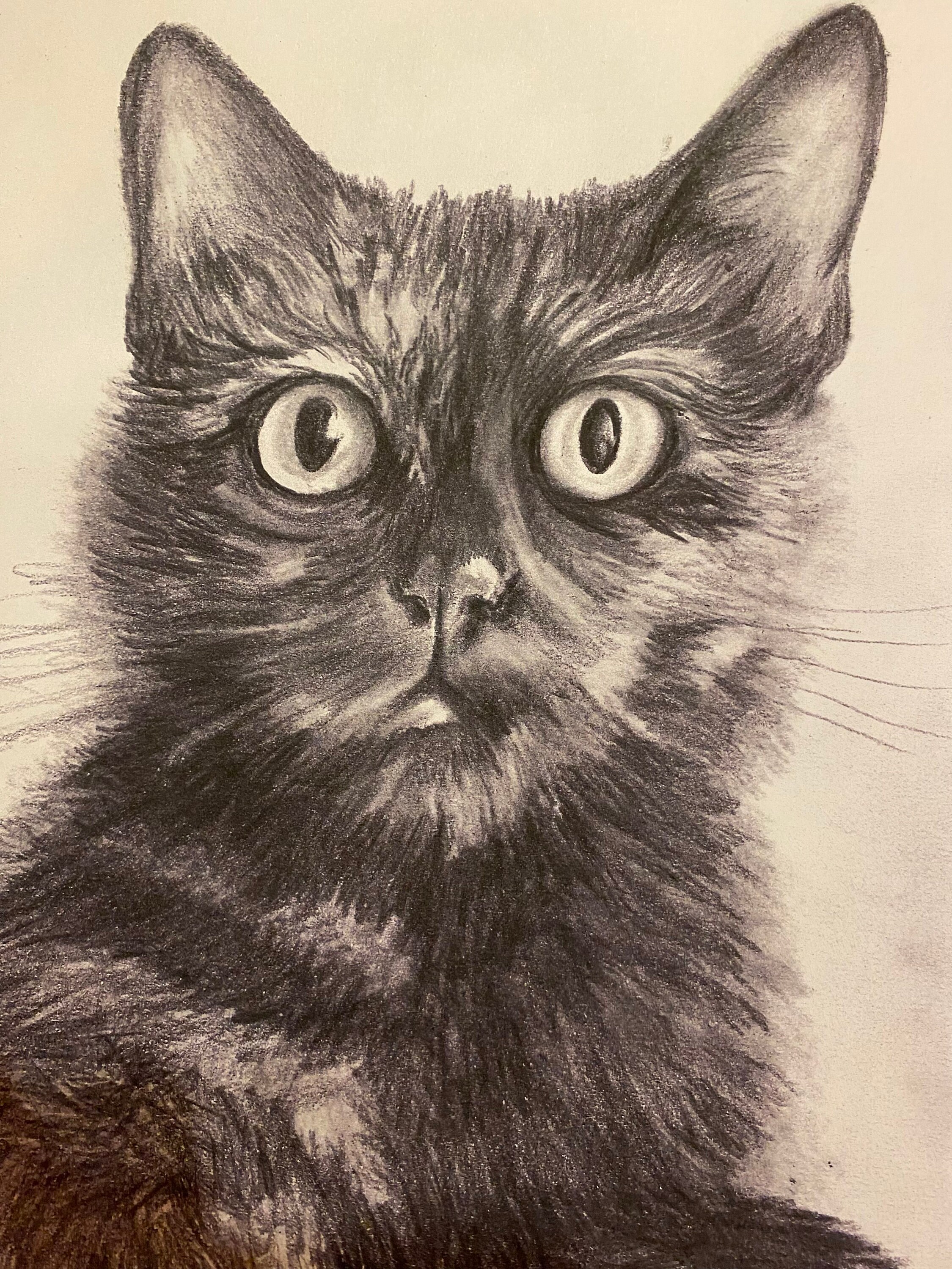 An Original Cat Drawing by Artist Rose Ritchie - Etsy