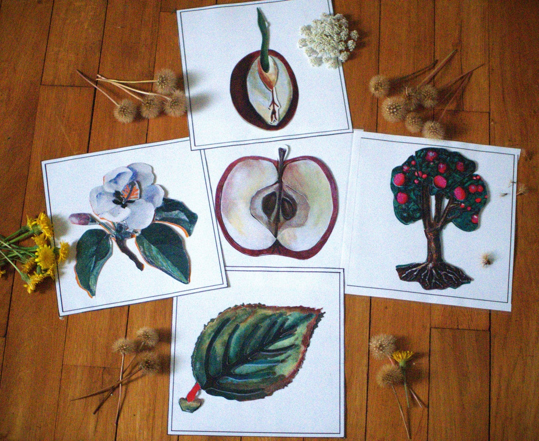 Botany Cabinet to Print, 5 Puzzles, Montessori Inspiration - Etsy