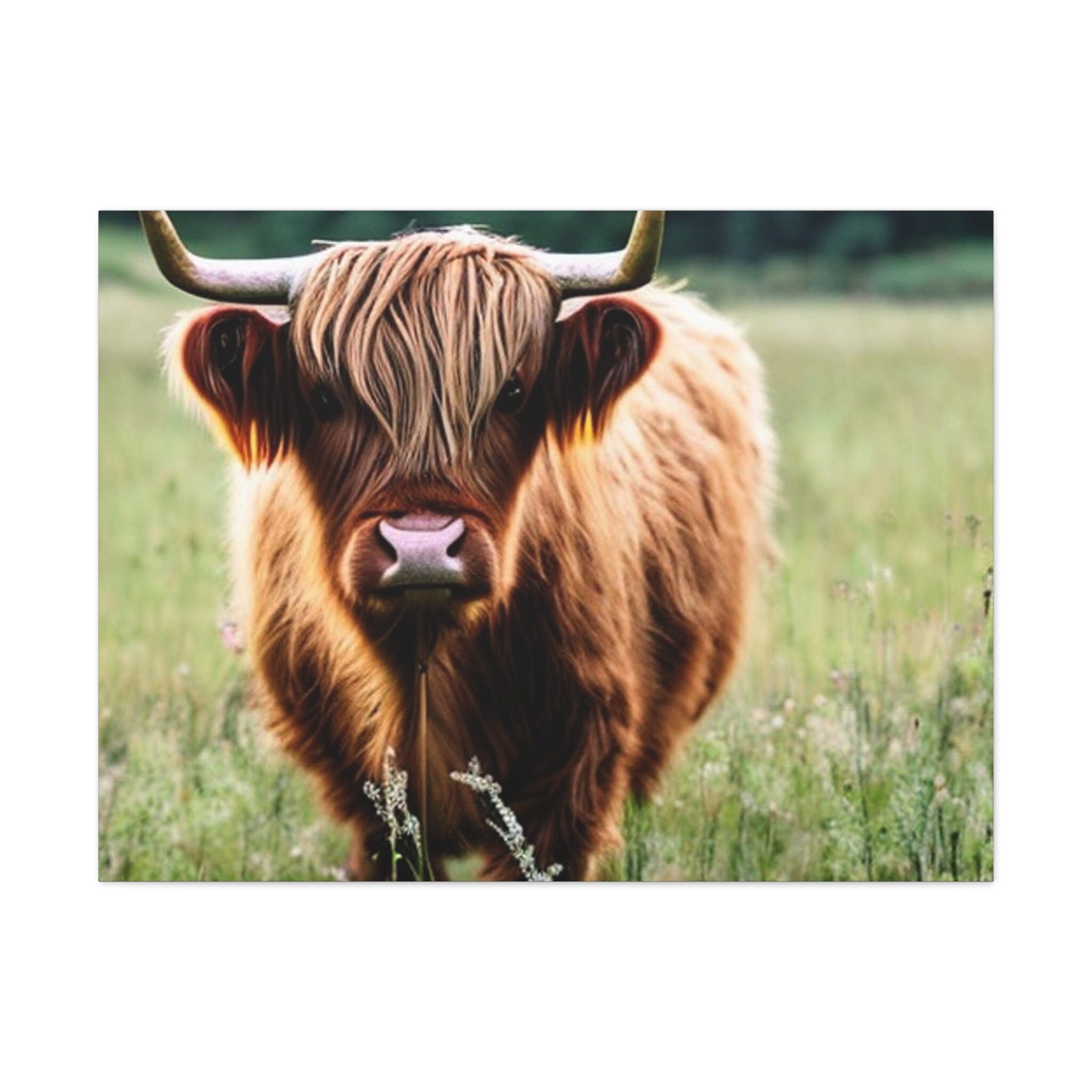 Highland Cow Gallery Wraps Wall Décor Living Space Décor Farmhouse ...