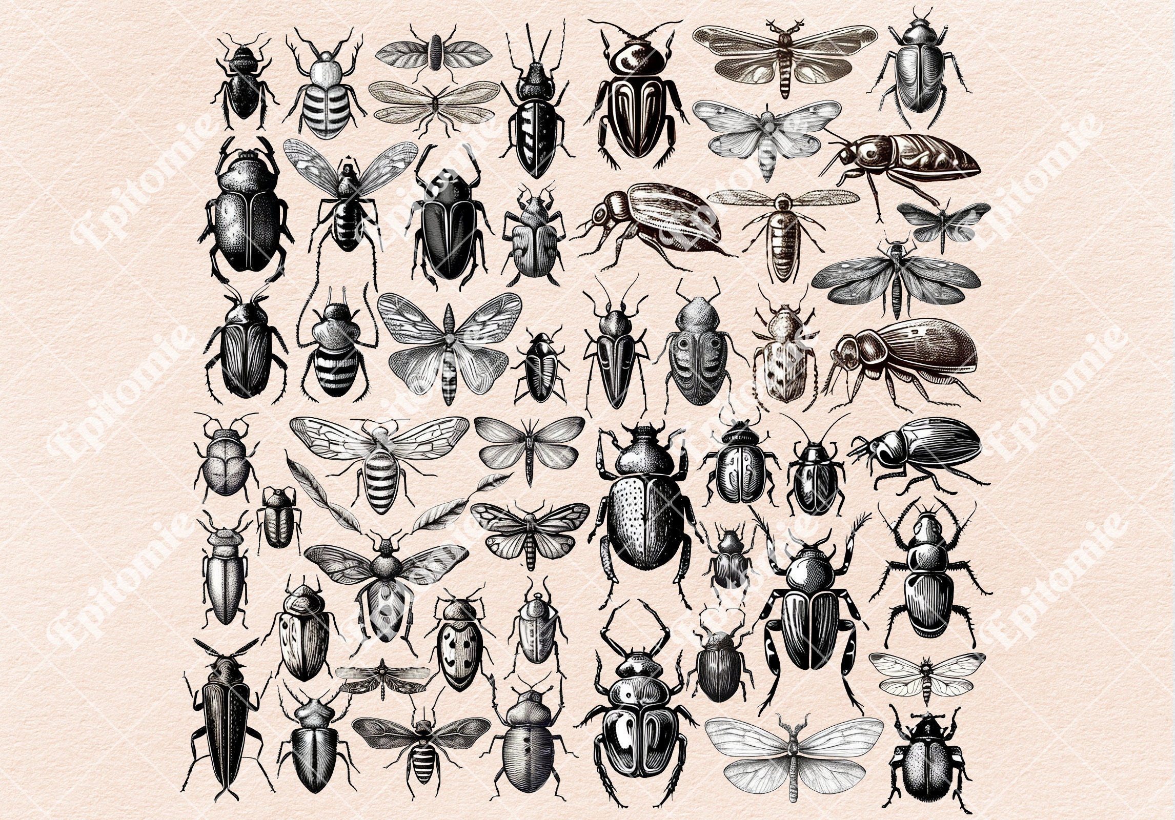 Vintage Insect Collection Clipart | Insect PNG | Antique Entomology ...