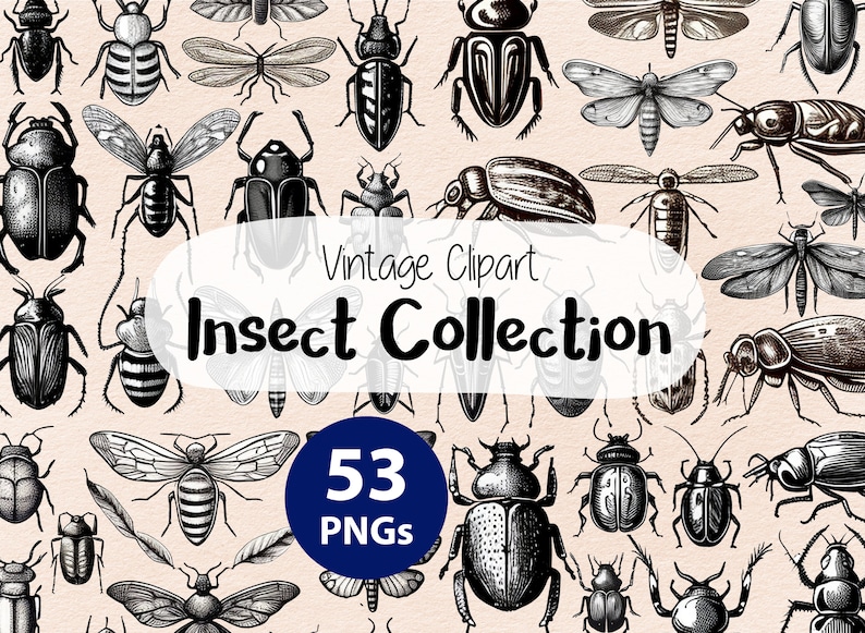 Vintage Insect Collection Clipart | Insect PNG | Antique Entomology ...