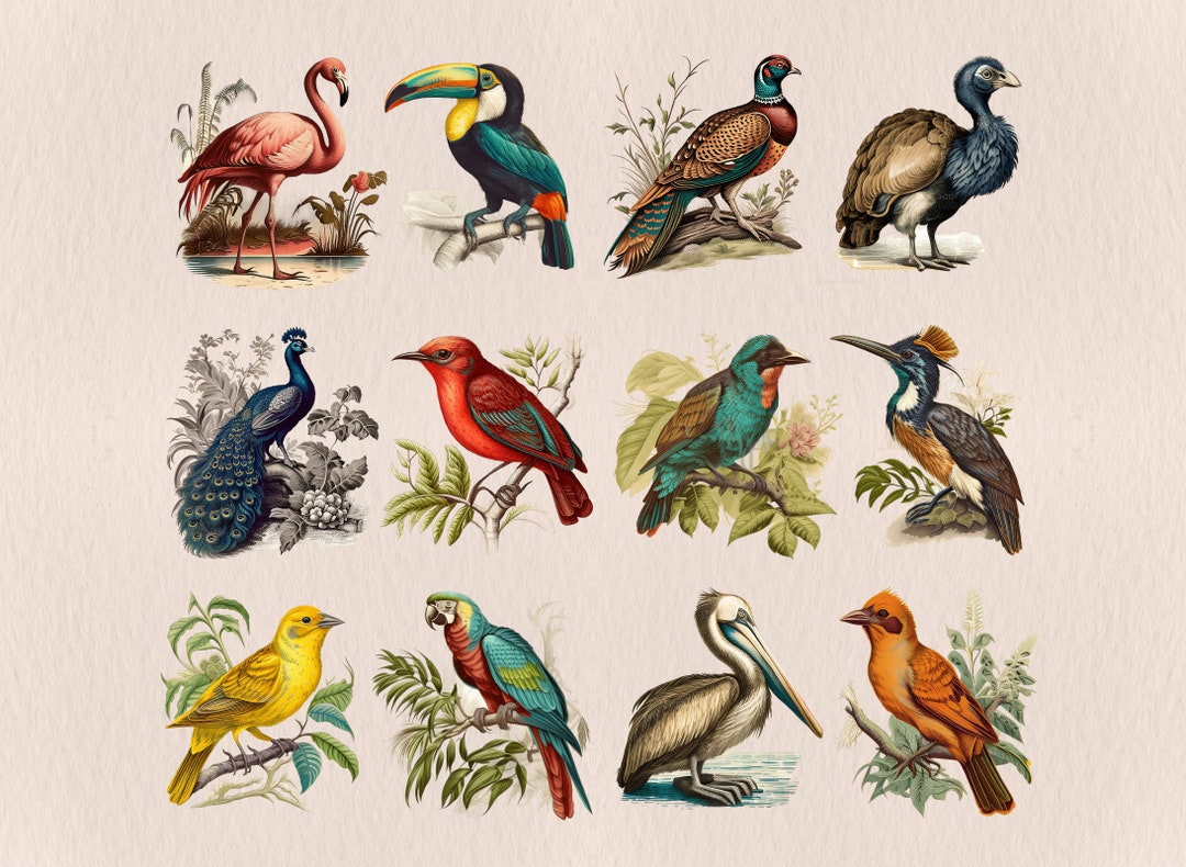 Vintage Exotic Bird Clipart, Tropical Bird Clipart, Vintage Wildlife ...