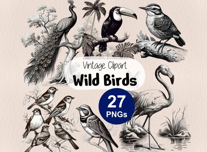 Vintage Bird Clipart, Vintage Birds Graphics, Exotic Bird Clipart ...