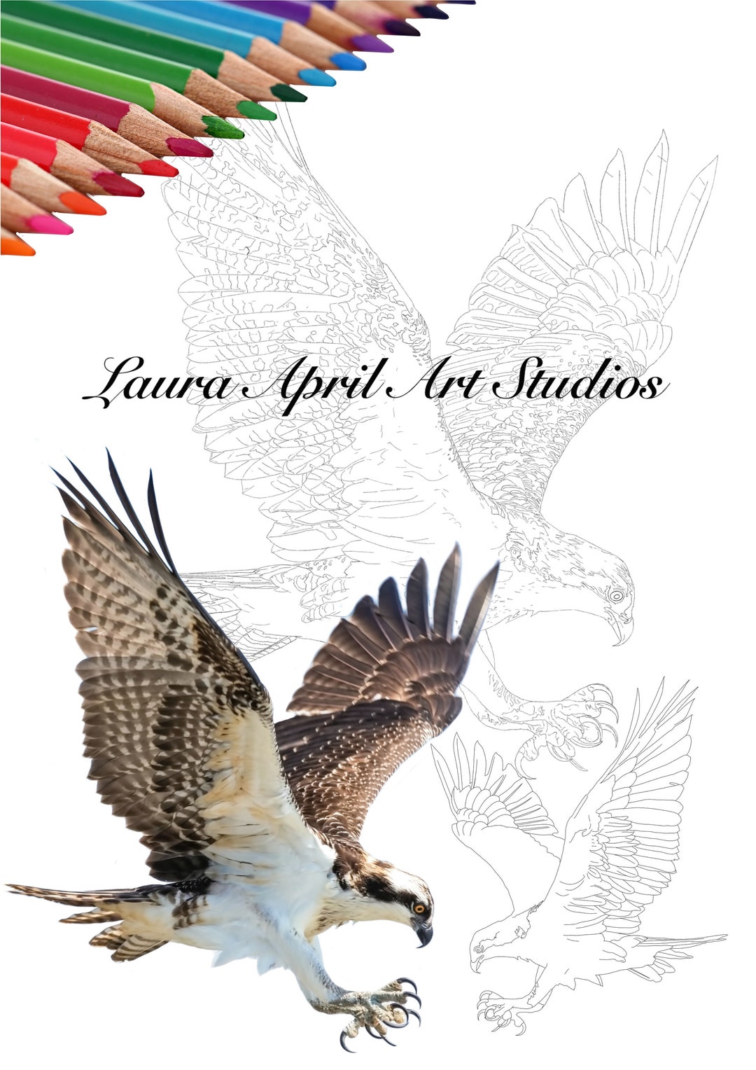 Osprey Bird Wildlife Fine Art X 5 Pack Print Download Colouring Pages ...