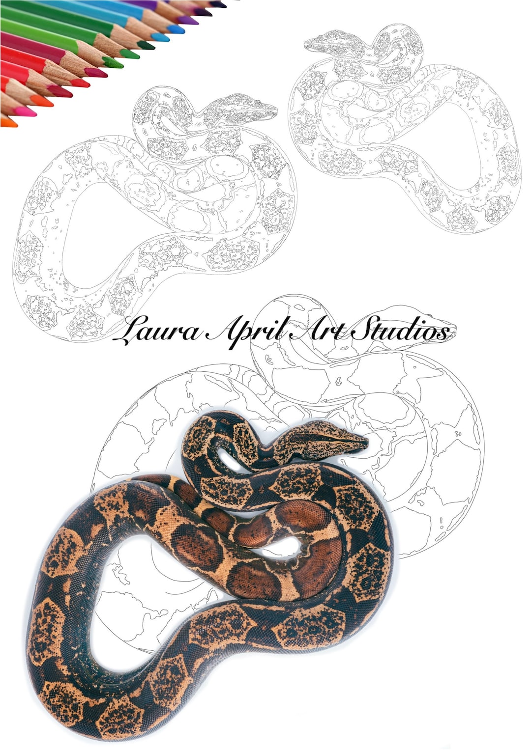Boa Constrictor Snake Fine Art Colouring Pages X 5 Pack Printable Pages ...
