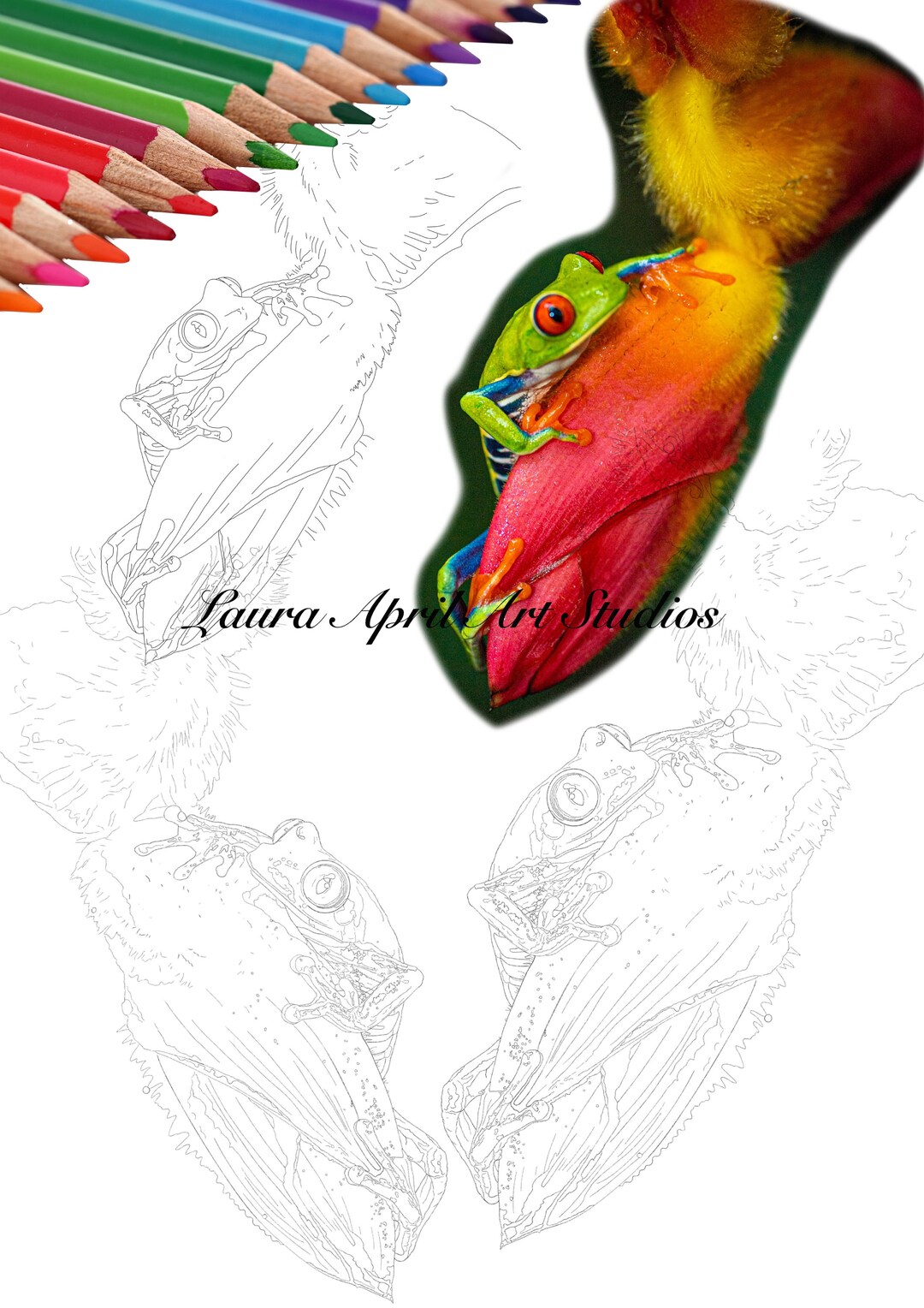 Red Eye Green Tree Frog X 5 Pack Colouring Page - Etsy