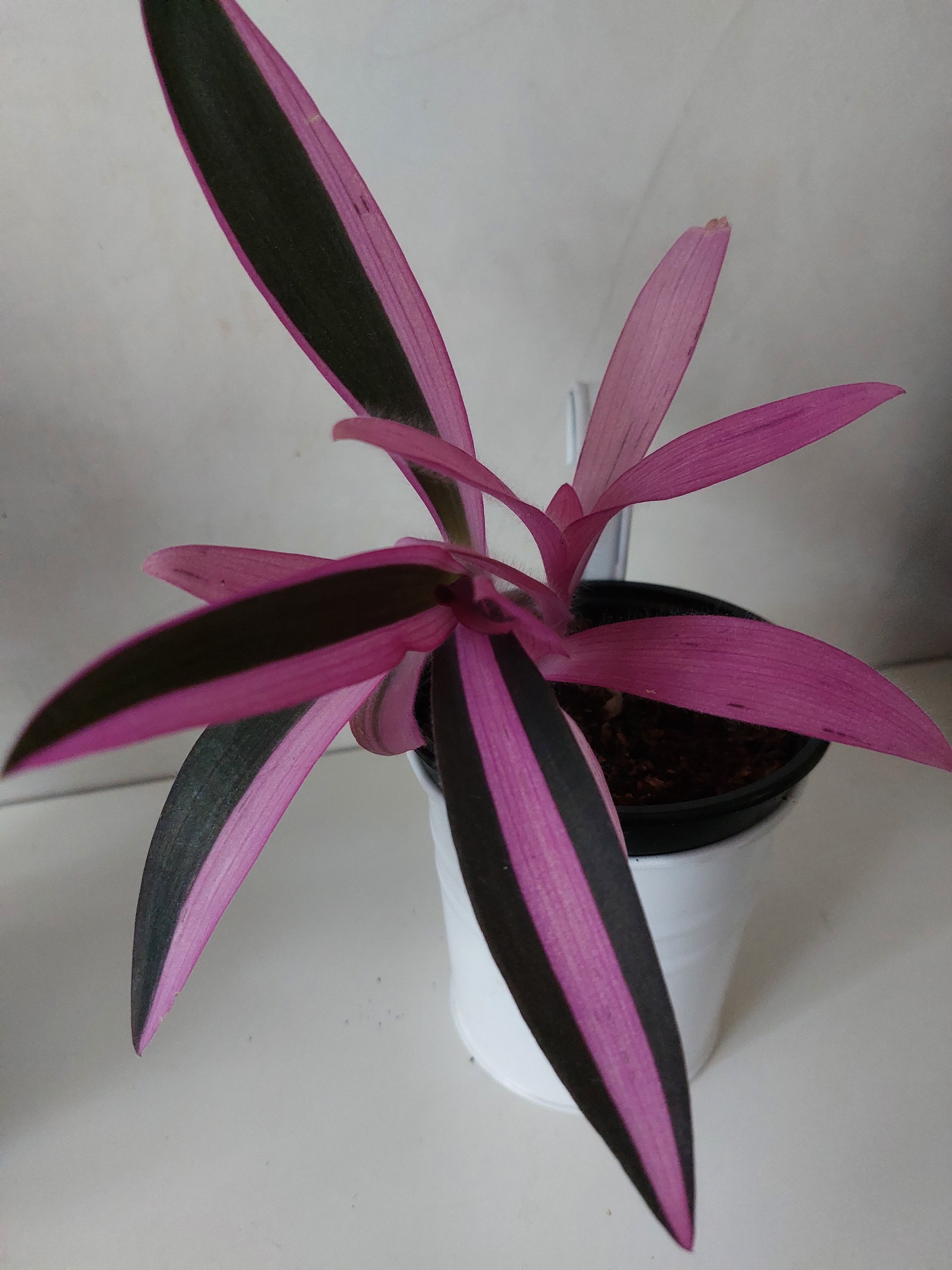 Tradescantia Pallida pink Stripe Plant in Pot - Etsy Australia