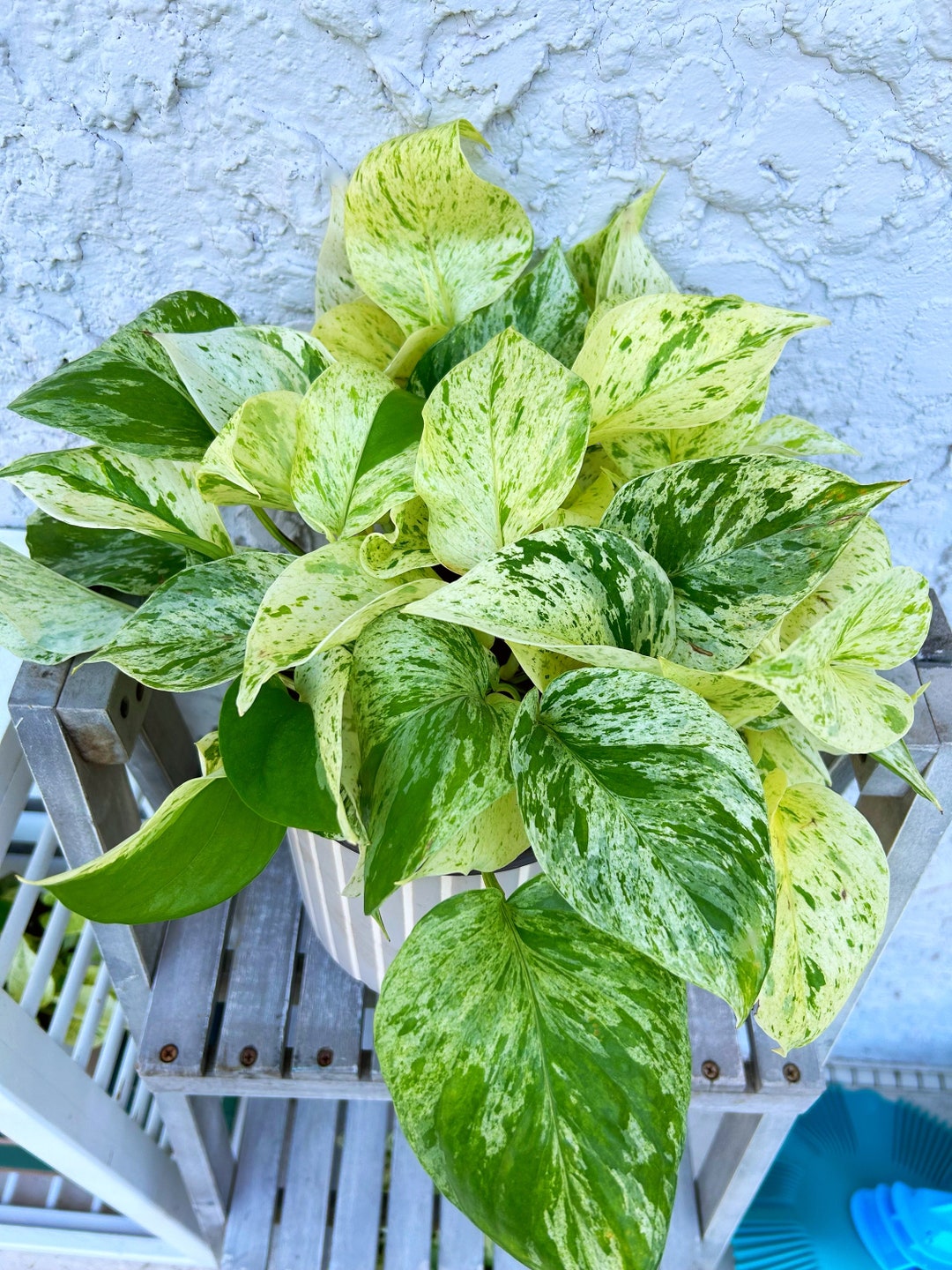 Marble Pothos Indoor Plant - House Plant Clippings - Cuttings for ...