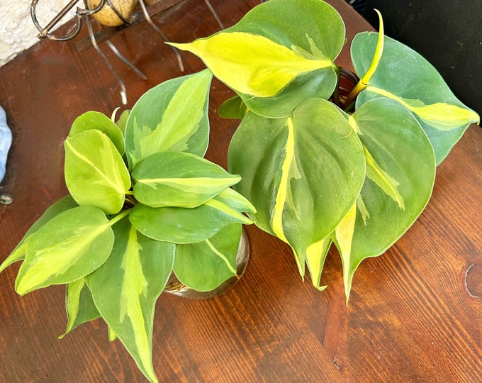 Philodendron Brazil Indoor Plant - House Plant Clippings - Cuttings for ...