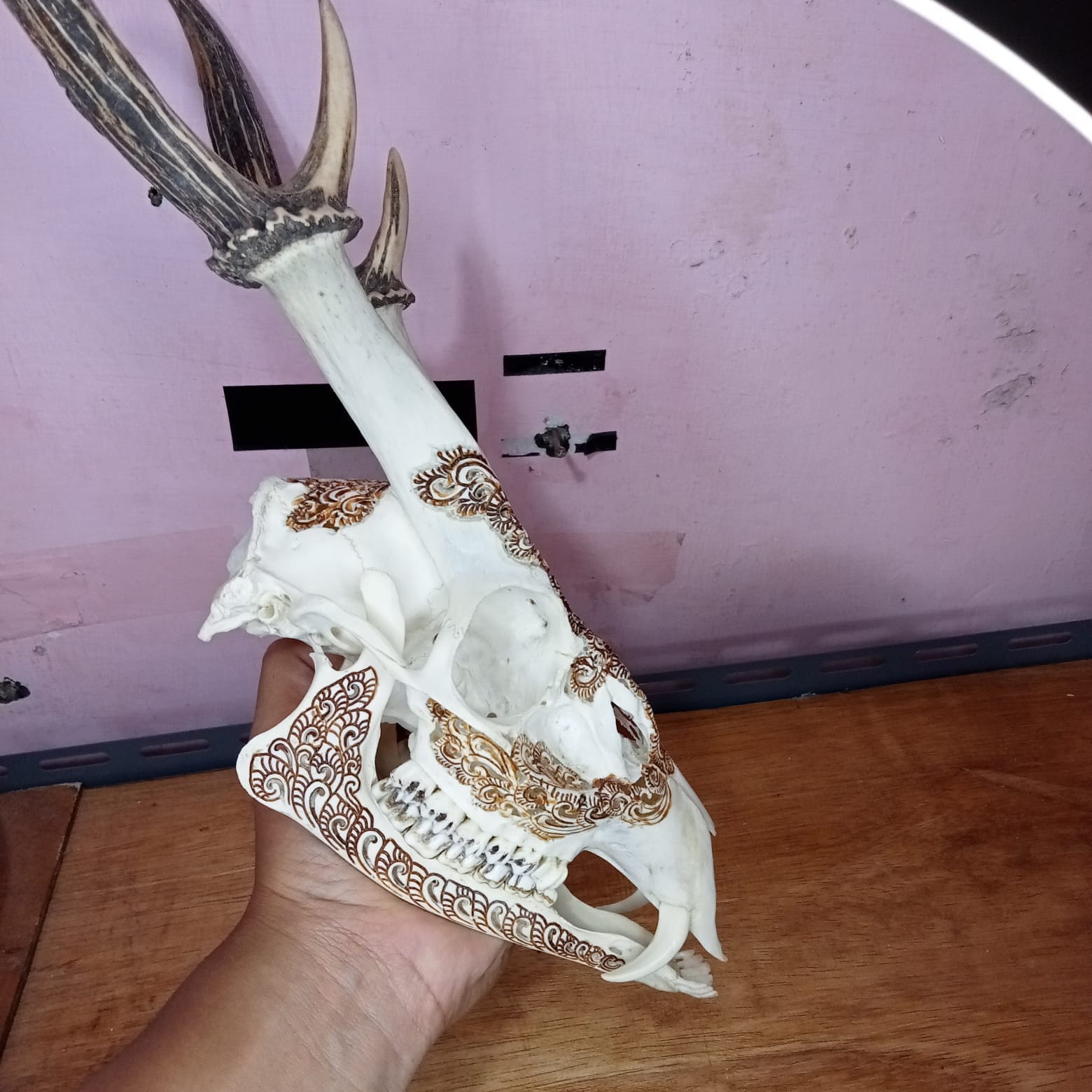 Skull Carving Muntjac,real Skull - Etsy
