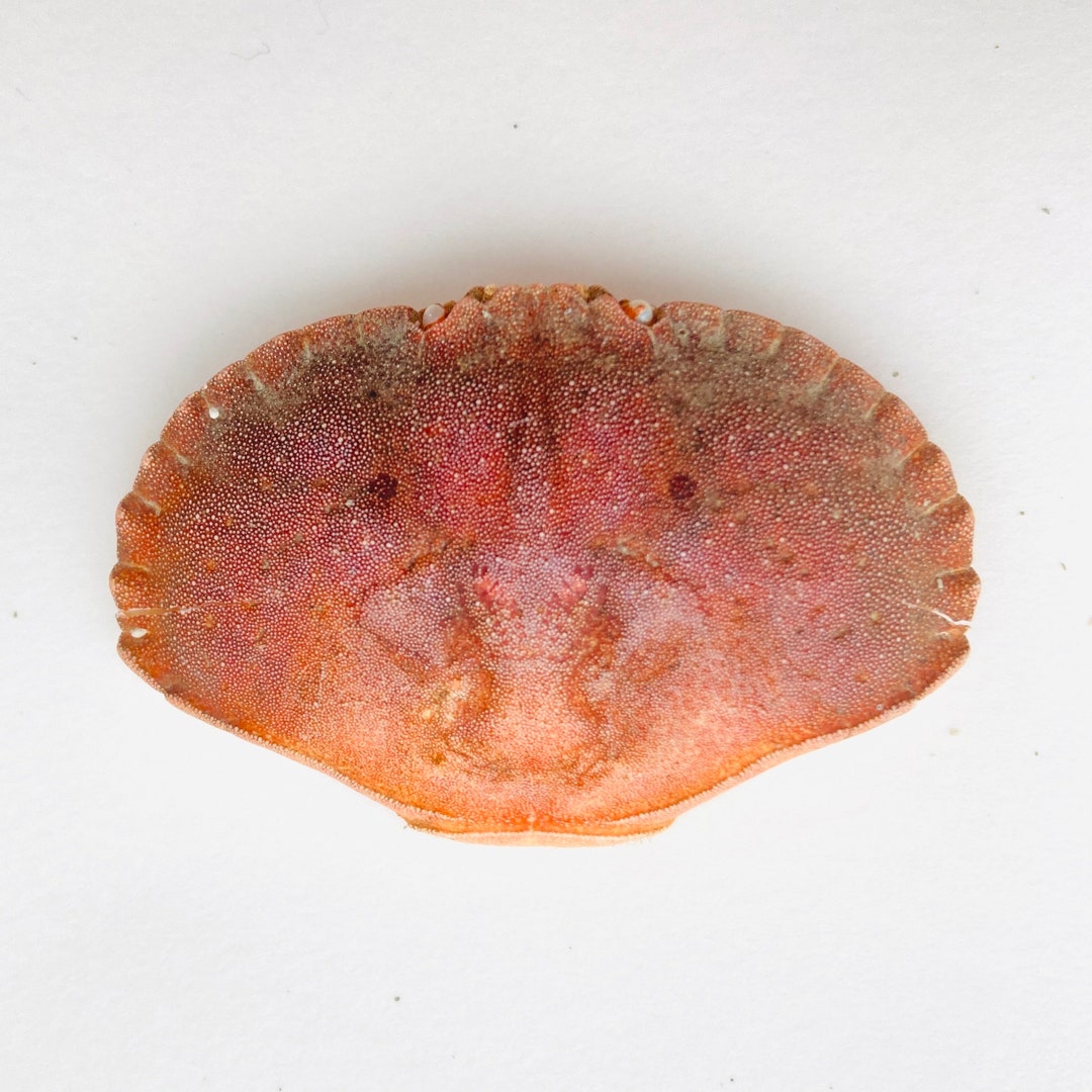 Brown edible Crab Carapace. Cornish Shell. Native. Wild. Small Medium ...