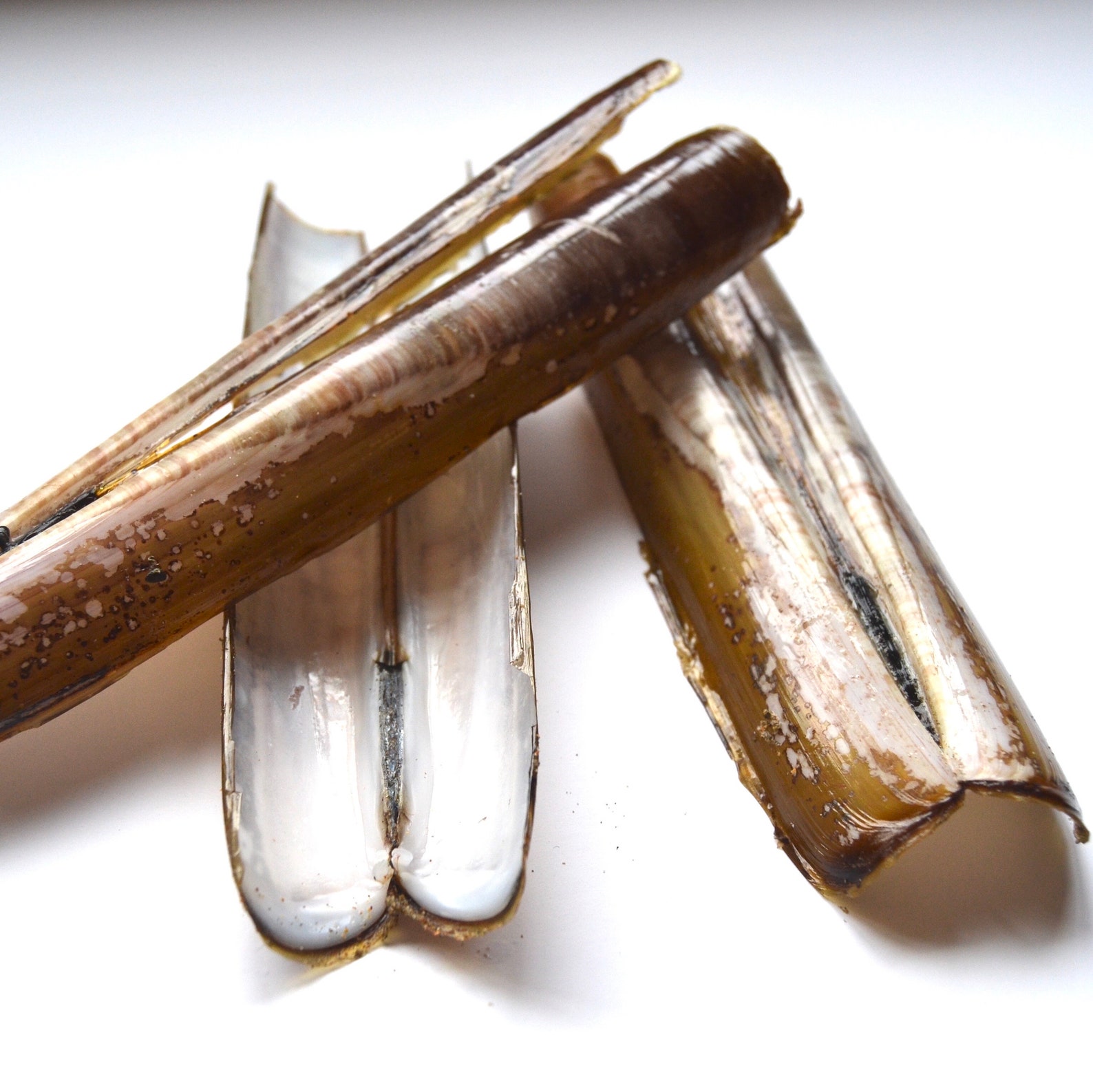 Razor Clam Shell Pairs Small Medium Large Cornish - Etsy