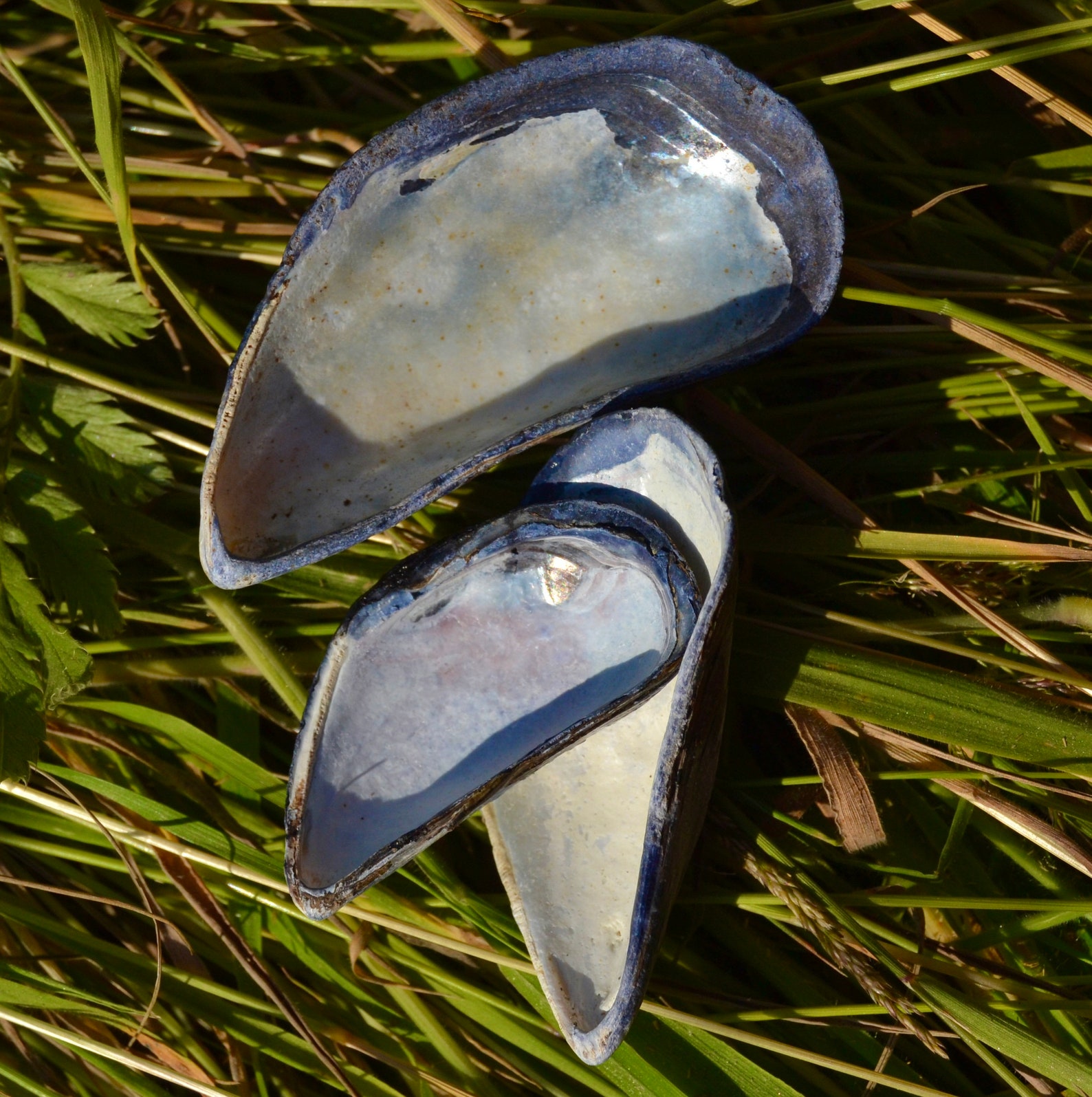 Wild Blue Cornish Mussel Shells X 10 X 25 Hand Picked Mixed & Large ...