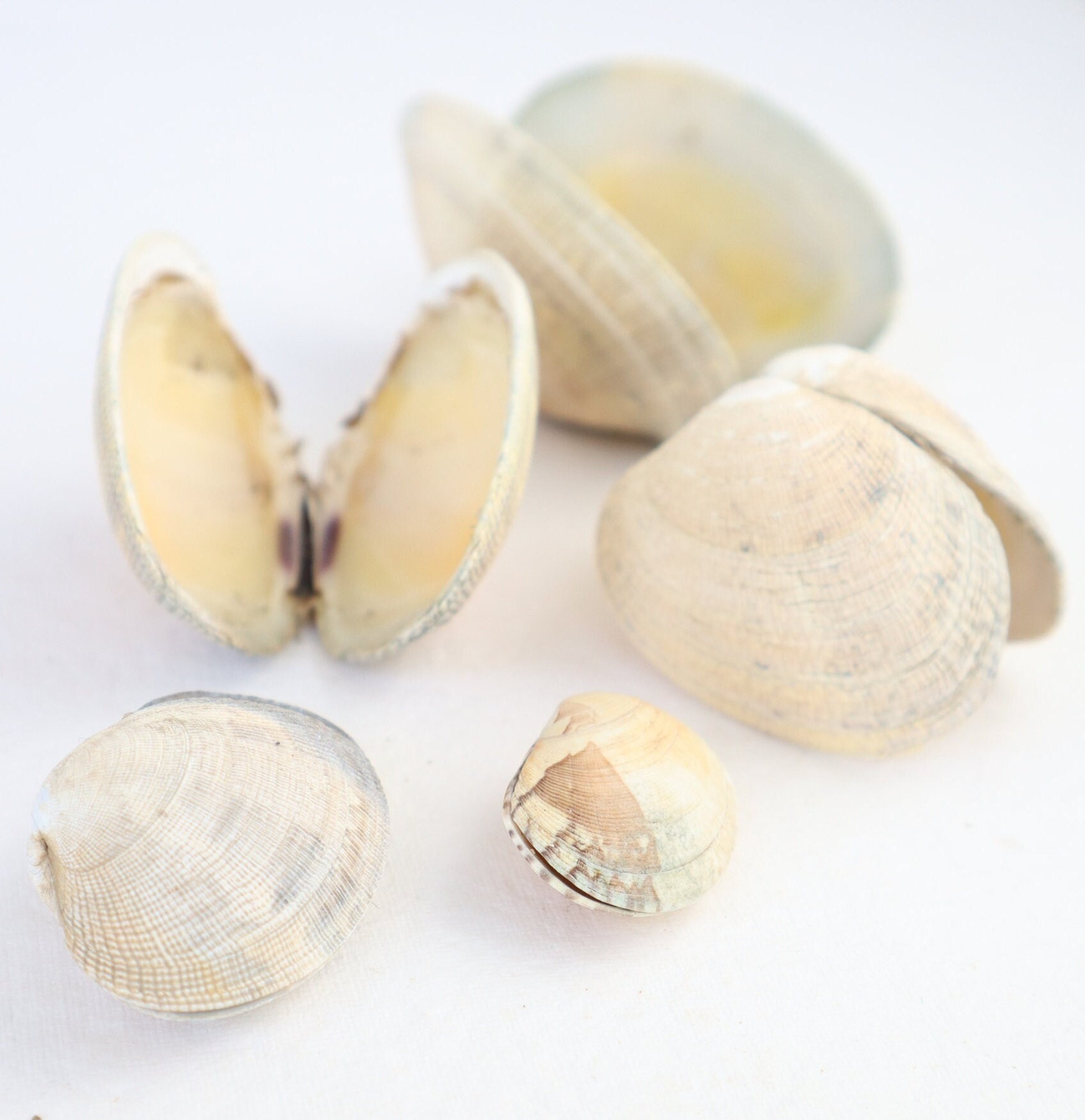 5 X Cornish Venus Clam Shells Hinged Pairs, Natural & Wild - Etsy