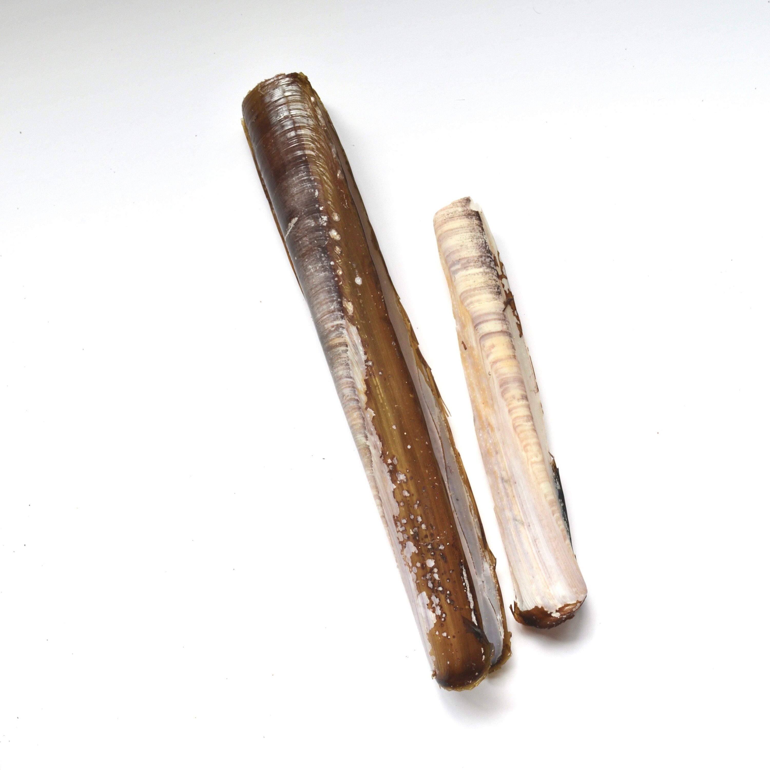 Razor Clam Shell Pairs Small Medium Large Cornish - Etsy