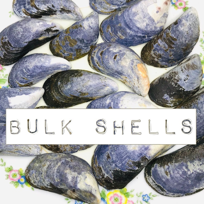 Mussel Shells - Etsy