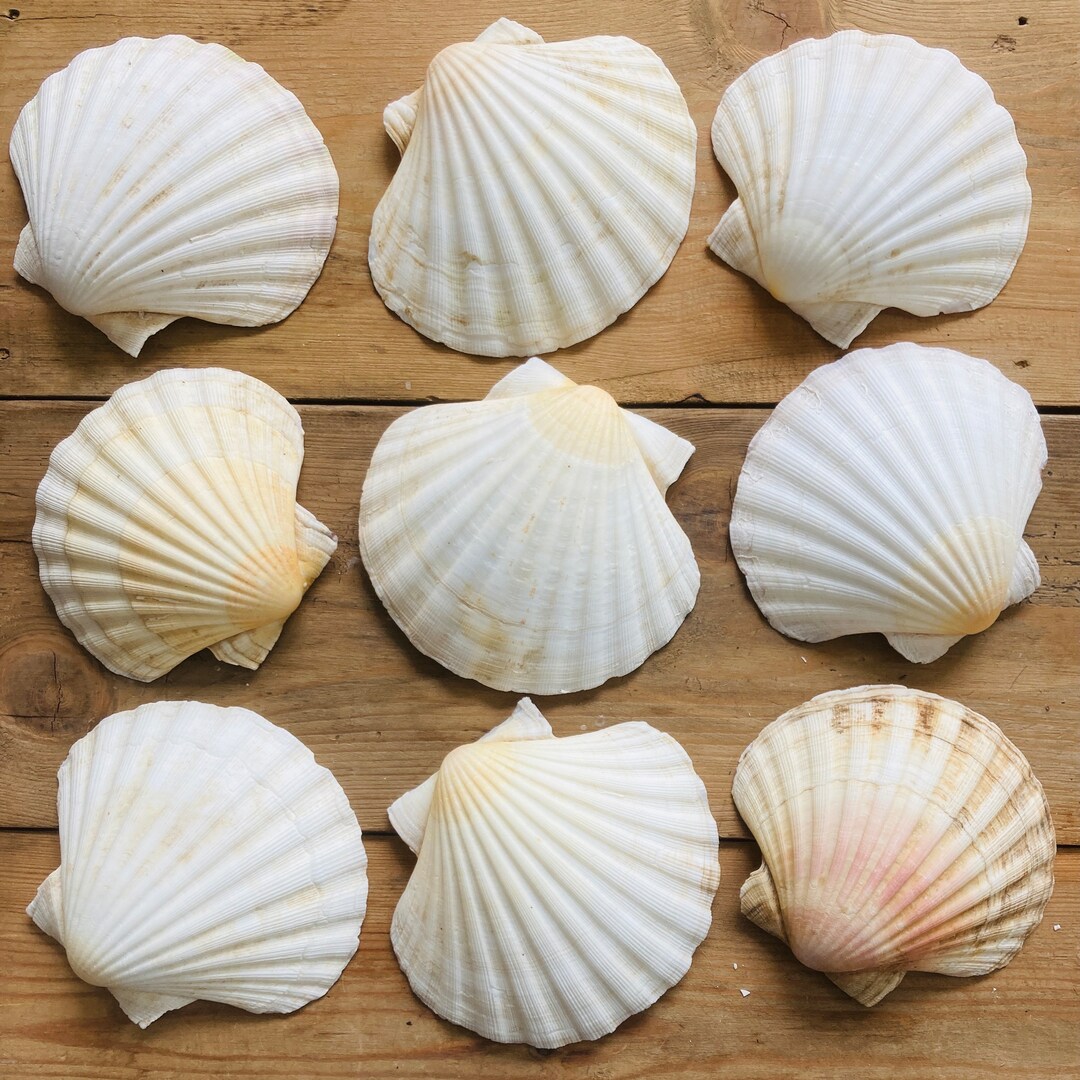 Bulk Cornish Scallop Shells X 50 X 100 Sizes 11121314 Cm & 91011 Cm ...