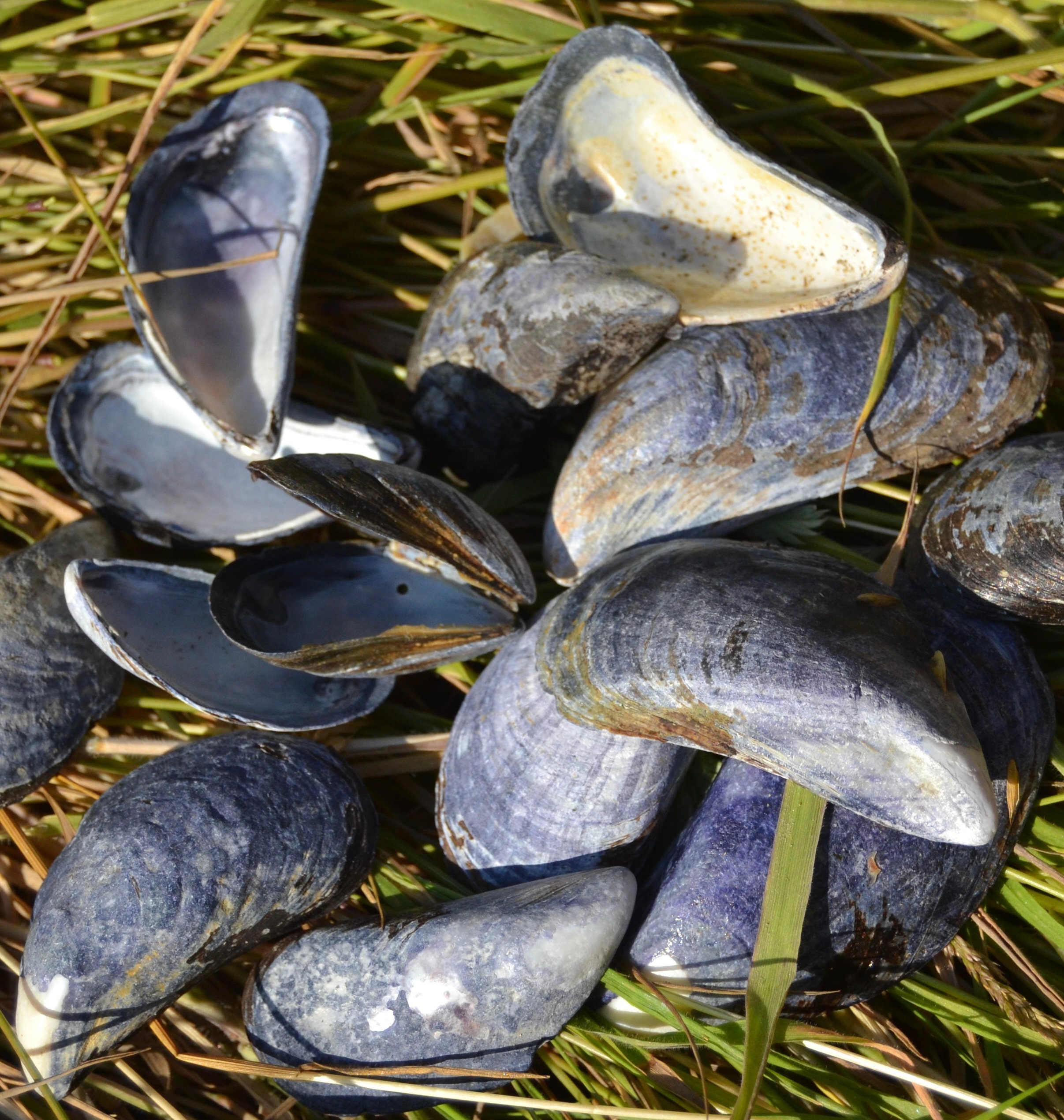 Bulk Wild Blue Cornish Mussel Shells X 50 X 100 Hand Picked 3 6.5cm ...