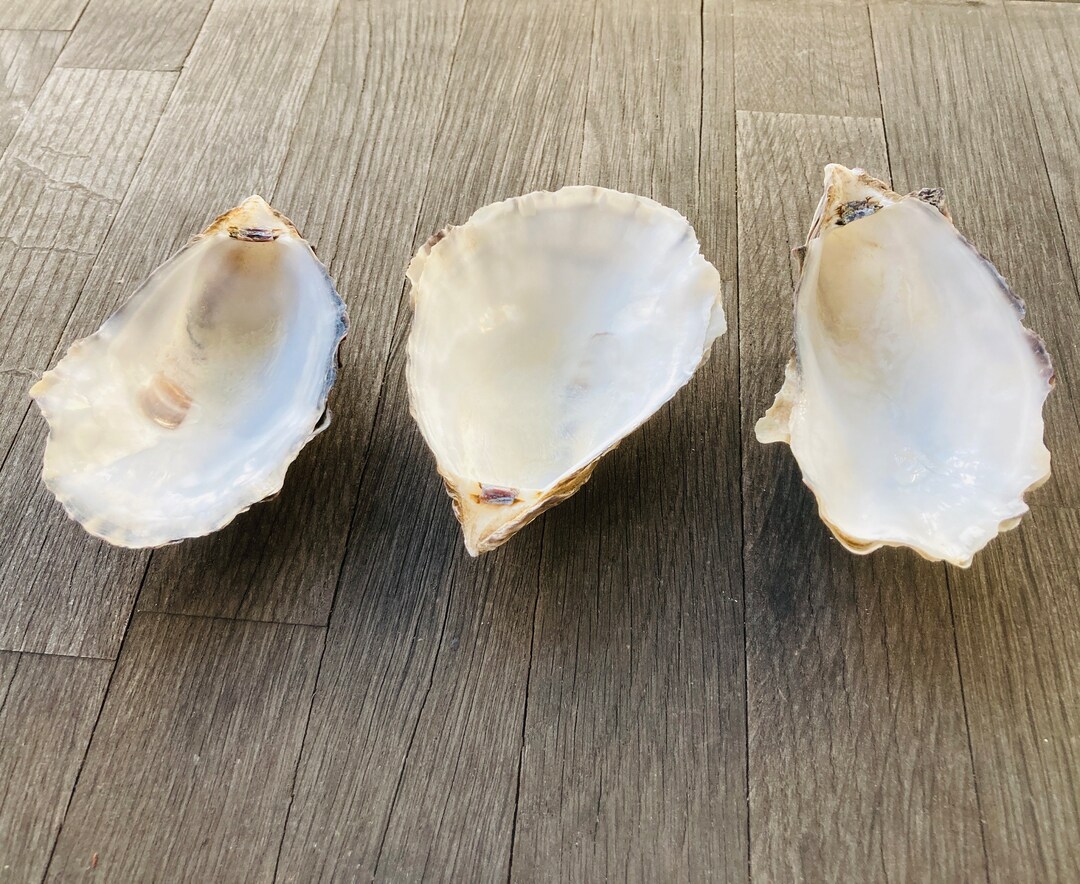 8-10 Cm Oyster Shell Bowls bottom Cupped Shells Cornish Stripe crafting ...