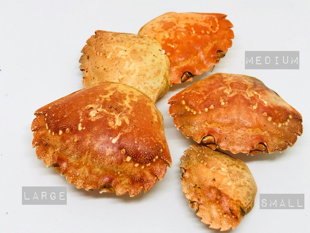 Green Shore Crab Carapace. Cornish Shell. Native. Wild. Small Medium ...