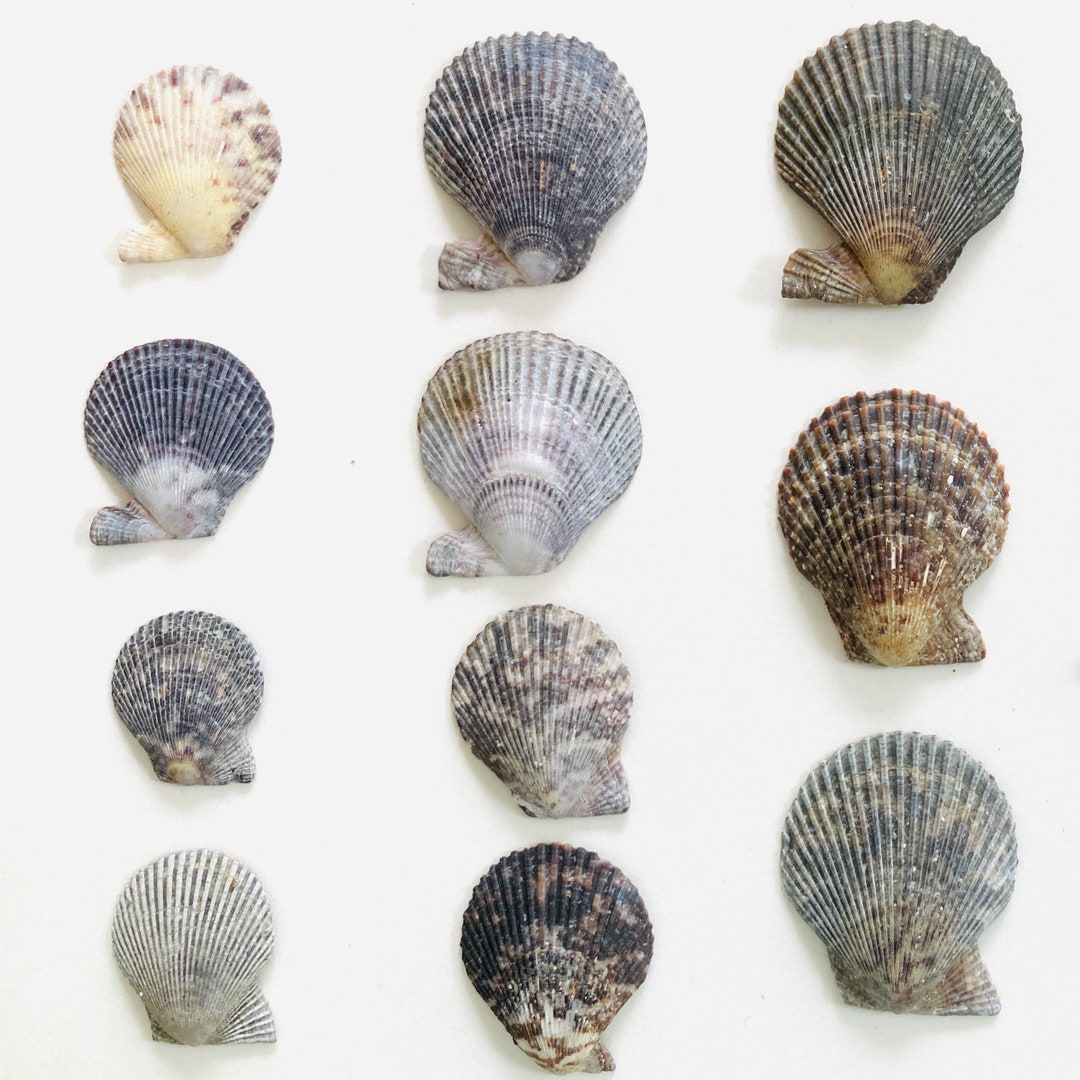 Variegated Scallop, Wild Cornish Native Shells. Small Medium Large ...