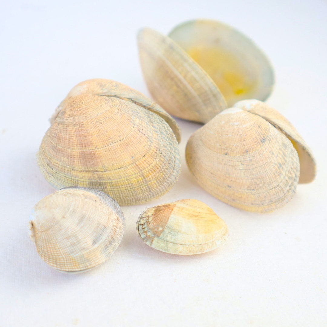 5 X Cornish Venus Clam Shells Hinged Pairs, Natural & Wild - Etsy