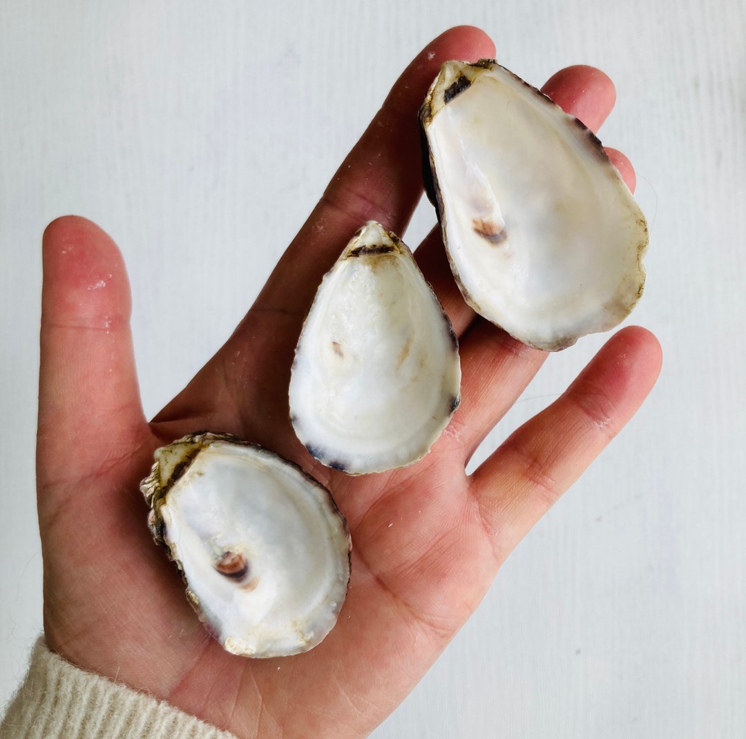 3-6cm Oyster Shell Bowls bottom Cupped Shells Cornish Stripe crafting ...