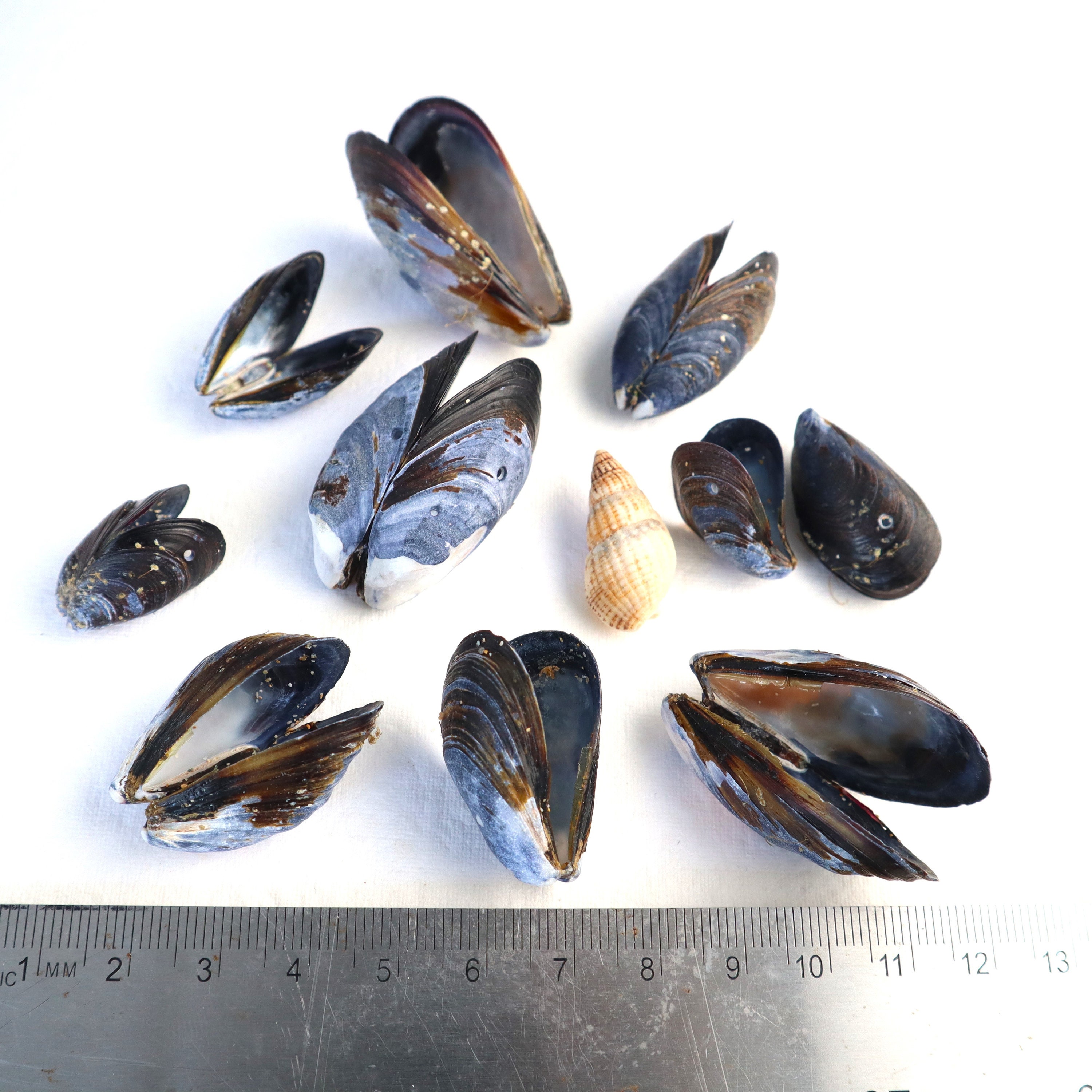 Whelk Hole Mussel Shells Wild Blue Cornish X 20 - Etsy