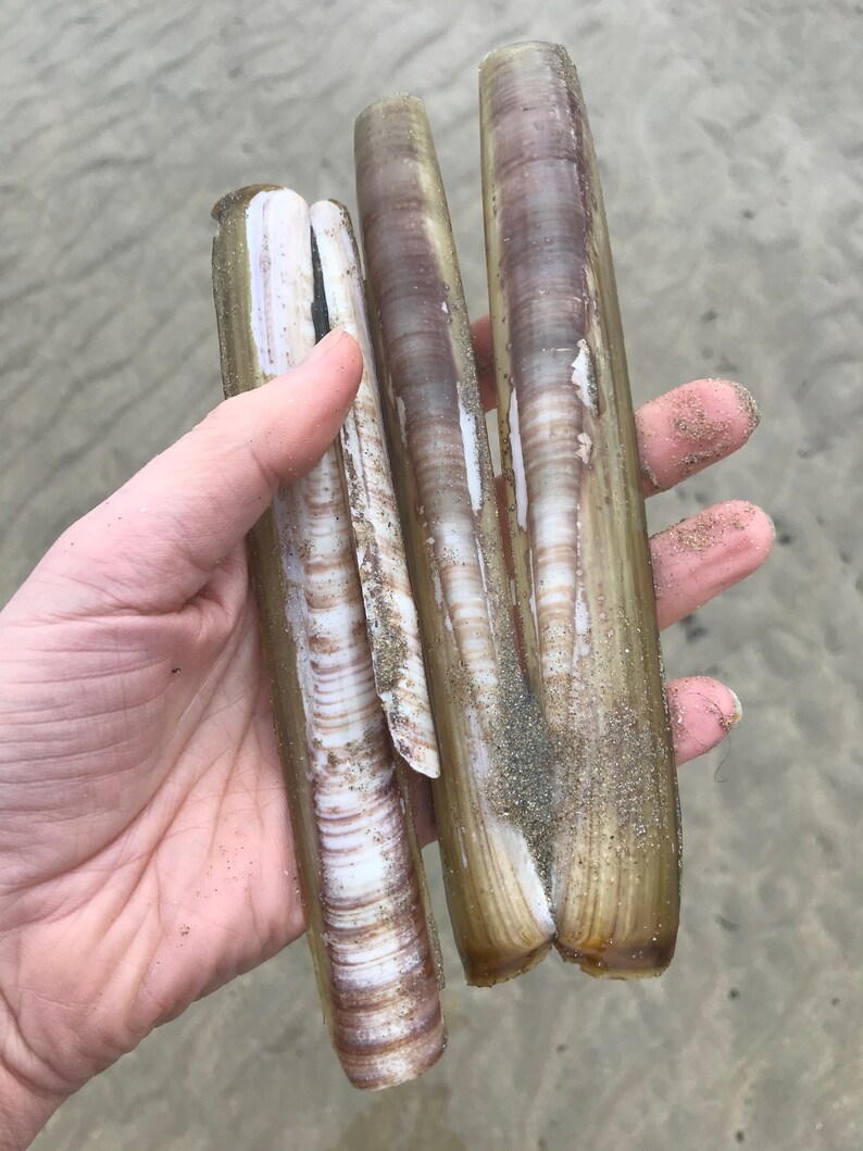 Razor Clam Shell Pairs Small Medium Large Cornish - Etsy