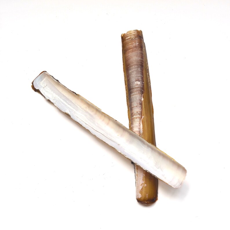 Razor Clam Shell Pairs Small Medium Large Cornish - Etsy
