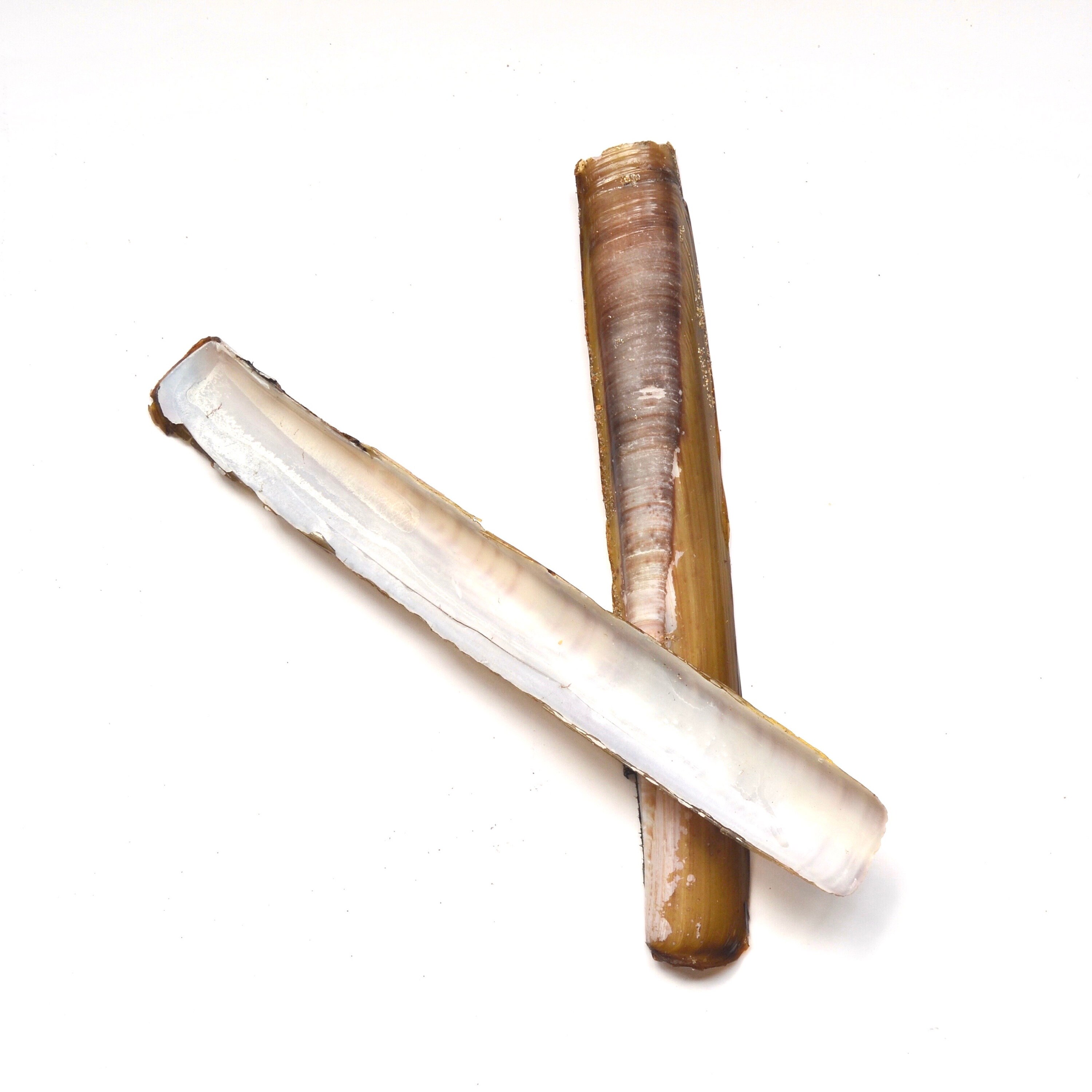 Razor Clam Shell Pairs Small Medium Large Cornish - Etsy