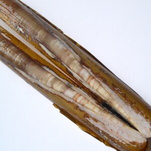 Razor Clam Shell Pairs Small Medium Large Cornish - Etsy