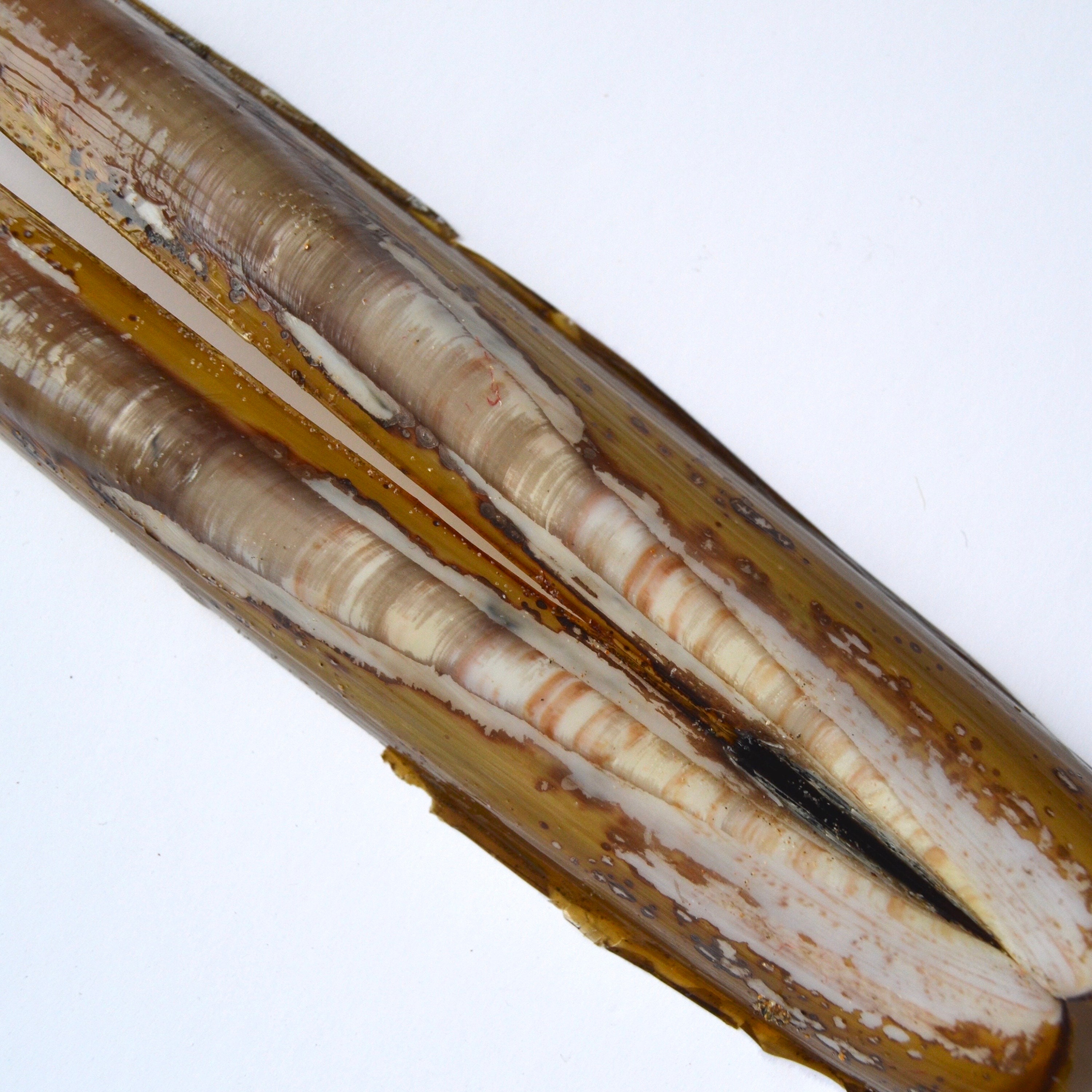 Razor Clam Shell Pairs Small Medium Large Cornish - Etsy