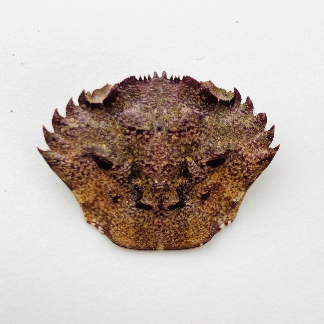 Velvet Swimming Crab Carapace. Cornish Shell. Native. Wild. Small ...