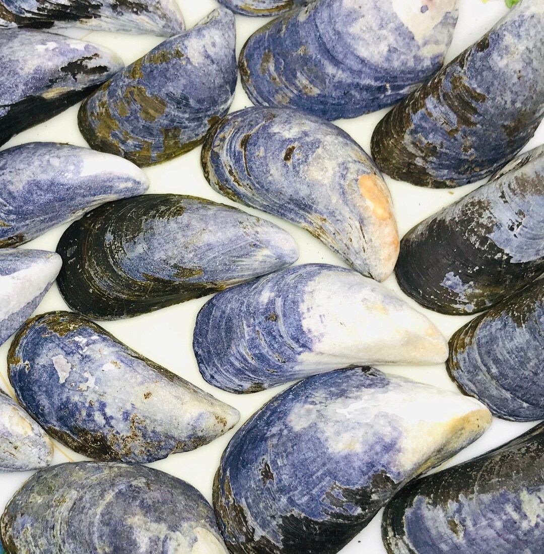 Wild Blue Cornish Mussel Shells X 10 X 25 Hand Picked Mixed & Large ...