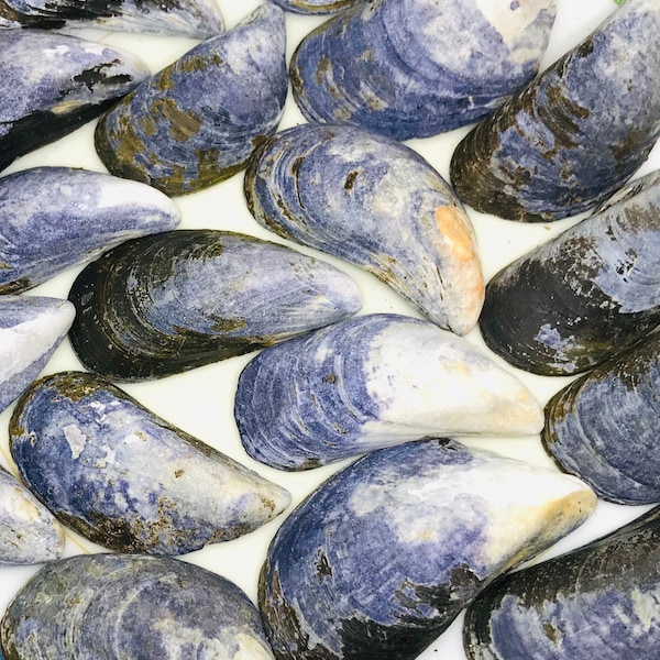 Large Mussel Shells - Etsy