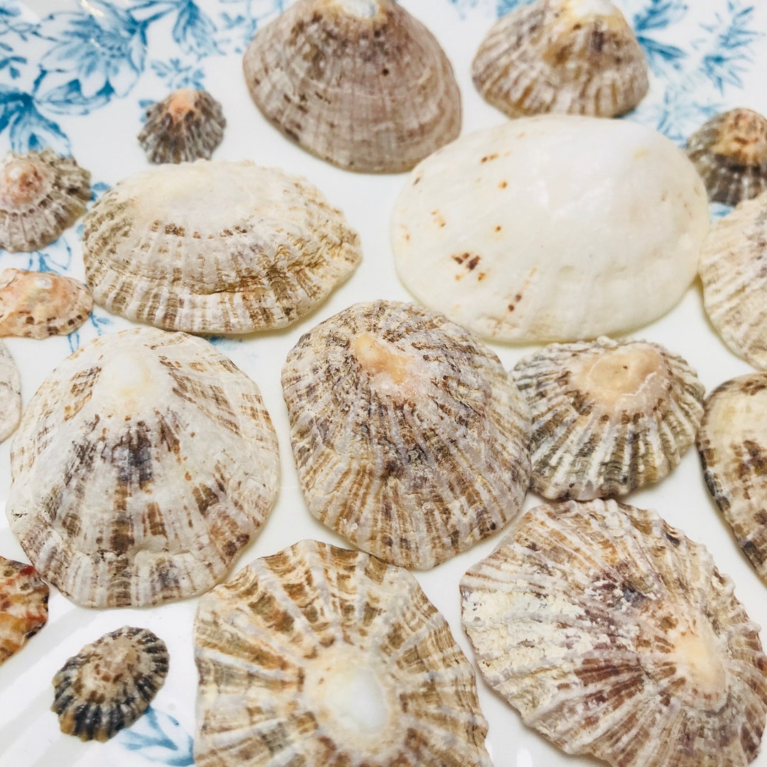 Large Limpet Shells Whole 10 25 - Etsy