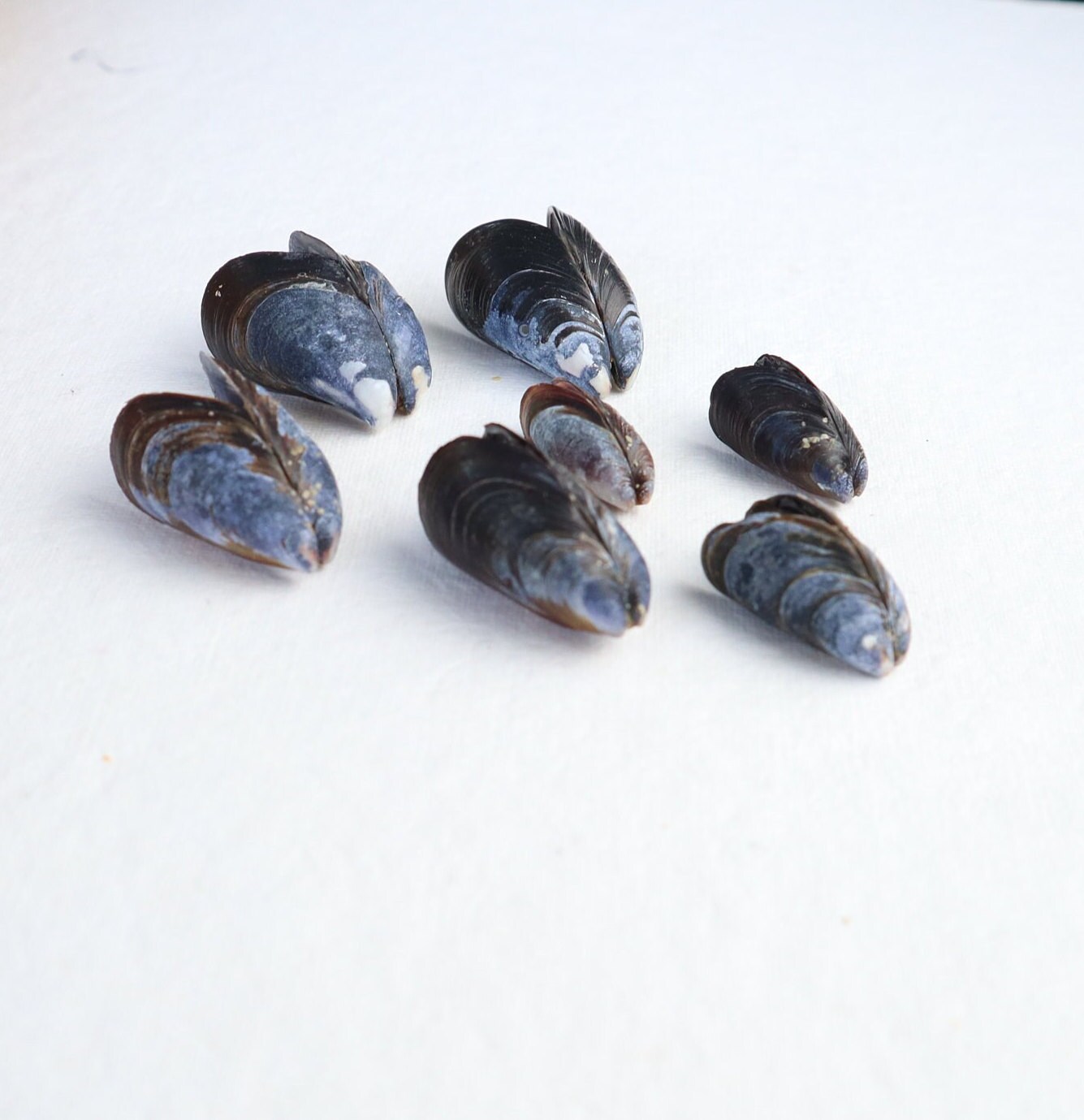 X Small Mussel Shell Hinged Pairs X 6 - Etsy