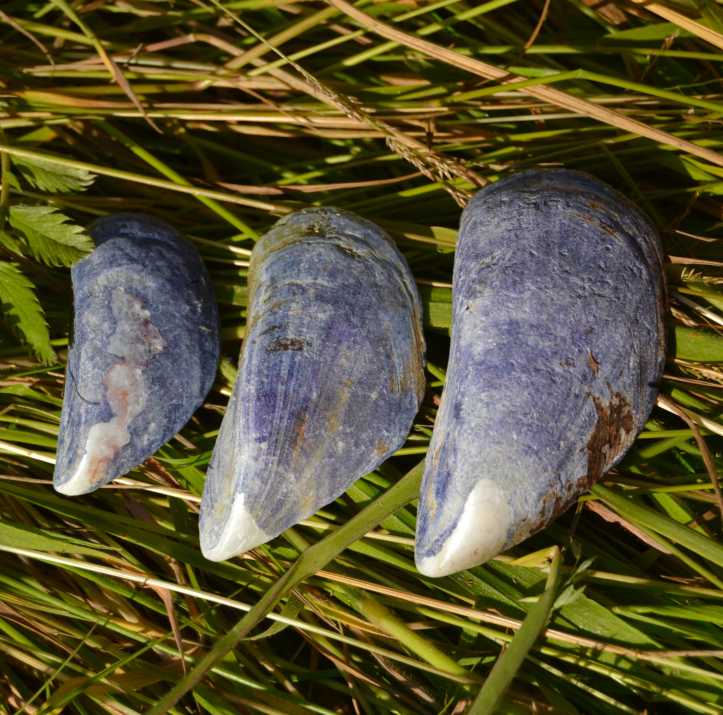 Wild Blue Cornish Mussel Shells X 10 X 25 Hand Picked Mixed & Large ...